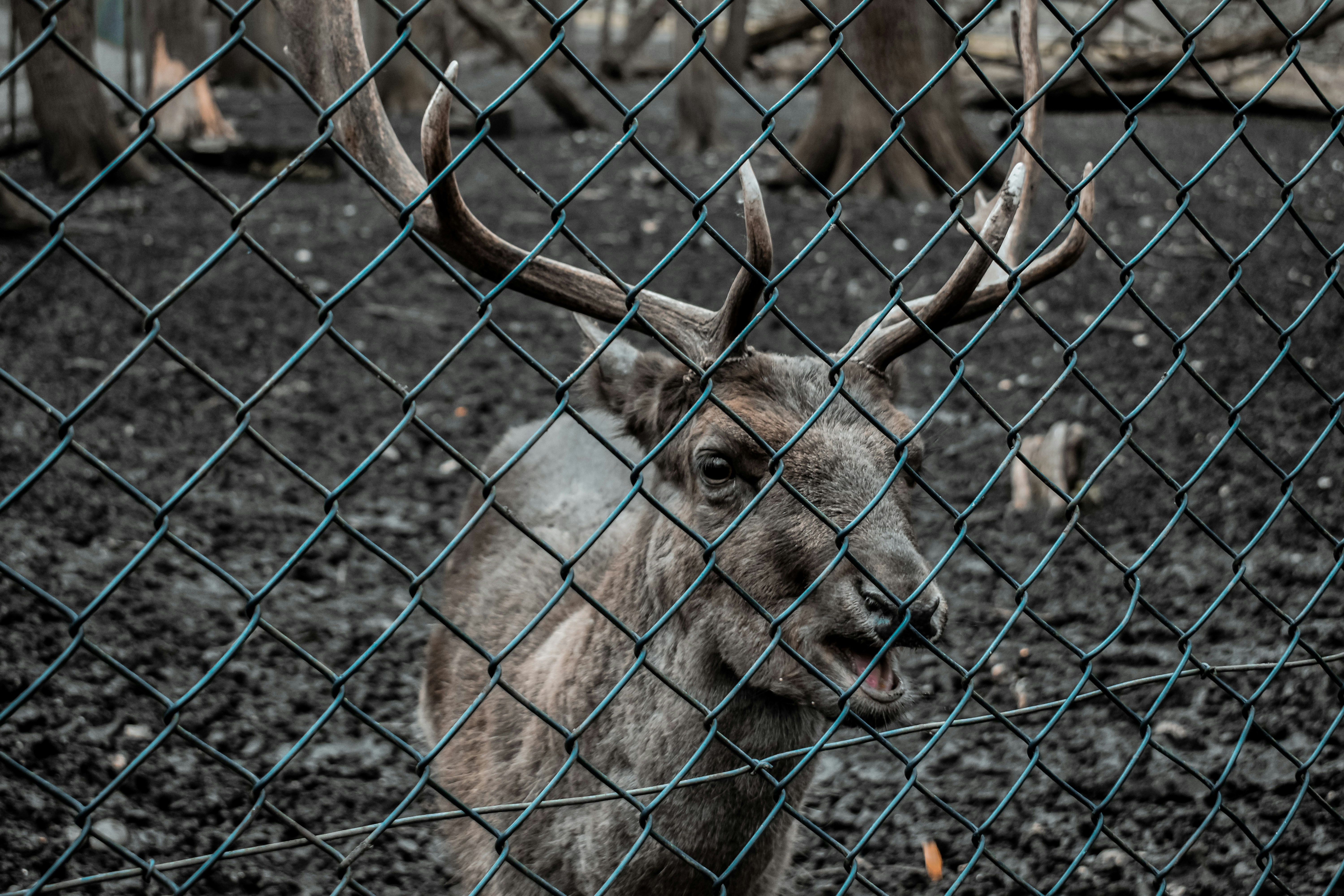 A solitary deer stands shrouded in darkness behind the bars of a cage. Moody and dimly colored, the scene conveys a sense of confinement and melancholy, offering a poignant reflection on the intersection of nature and captivity.
