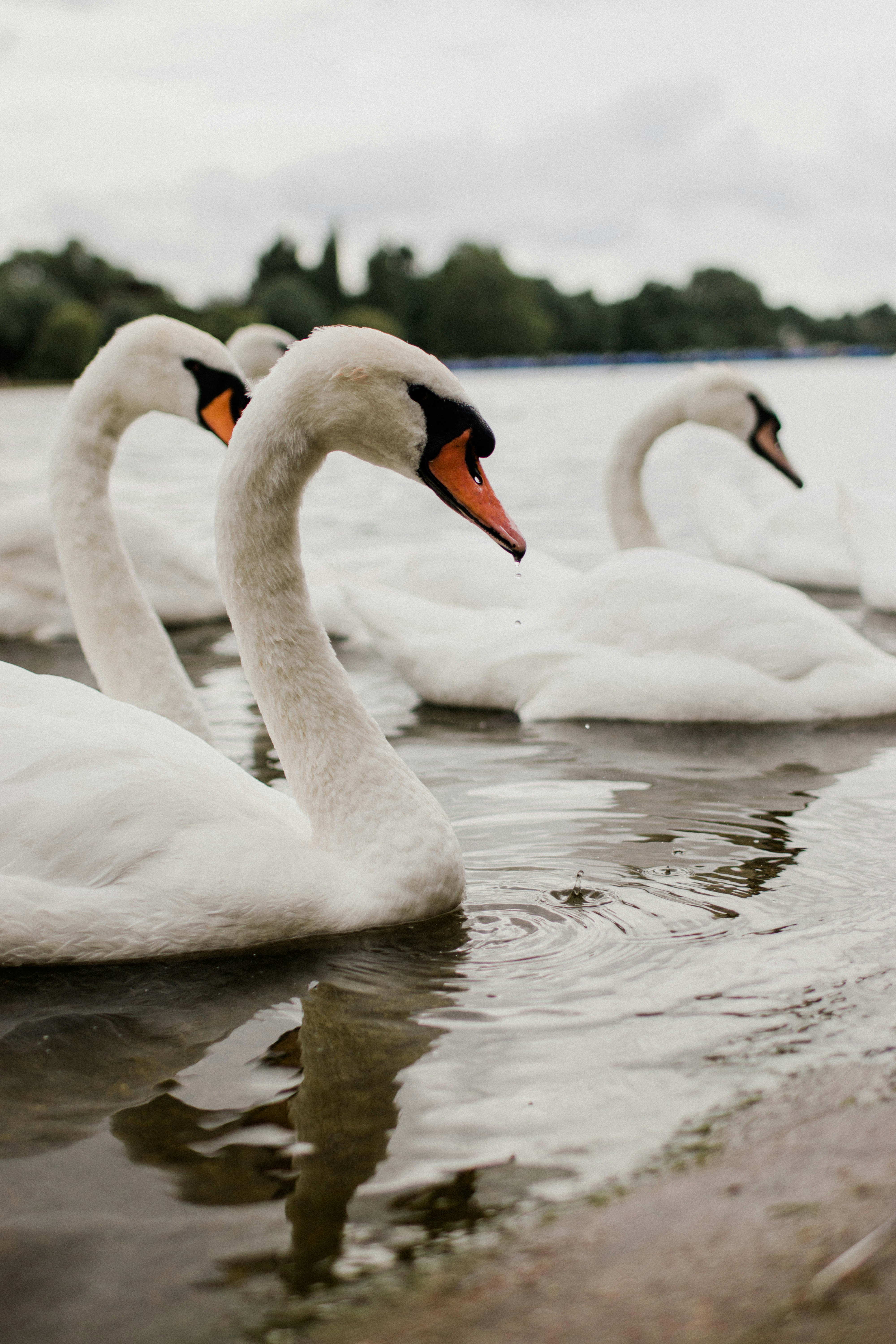 In this mesmerizing portrait, a solitary swan glides gracefully through the river's calm waters, its elegant form and pristine white feathers creating a stunning focal point. As the other swans in the background blur into a soft, dreamy haze, the image captures the serenity and poise of this magnificent creature, celebrating the tranquil beauty of nature's dance.