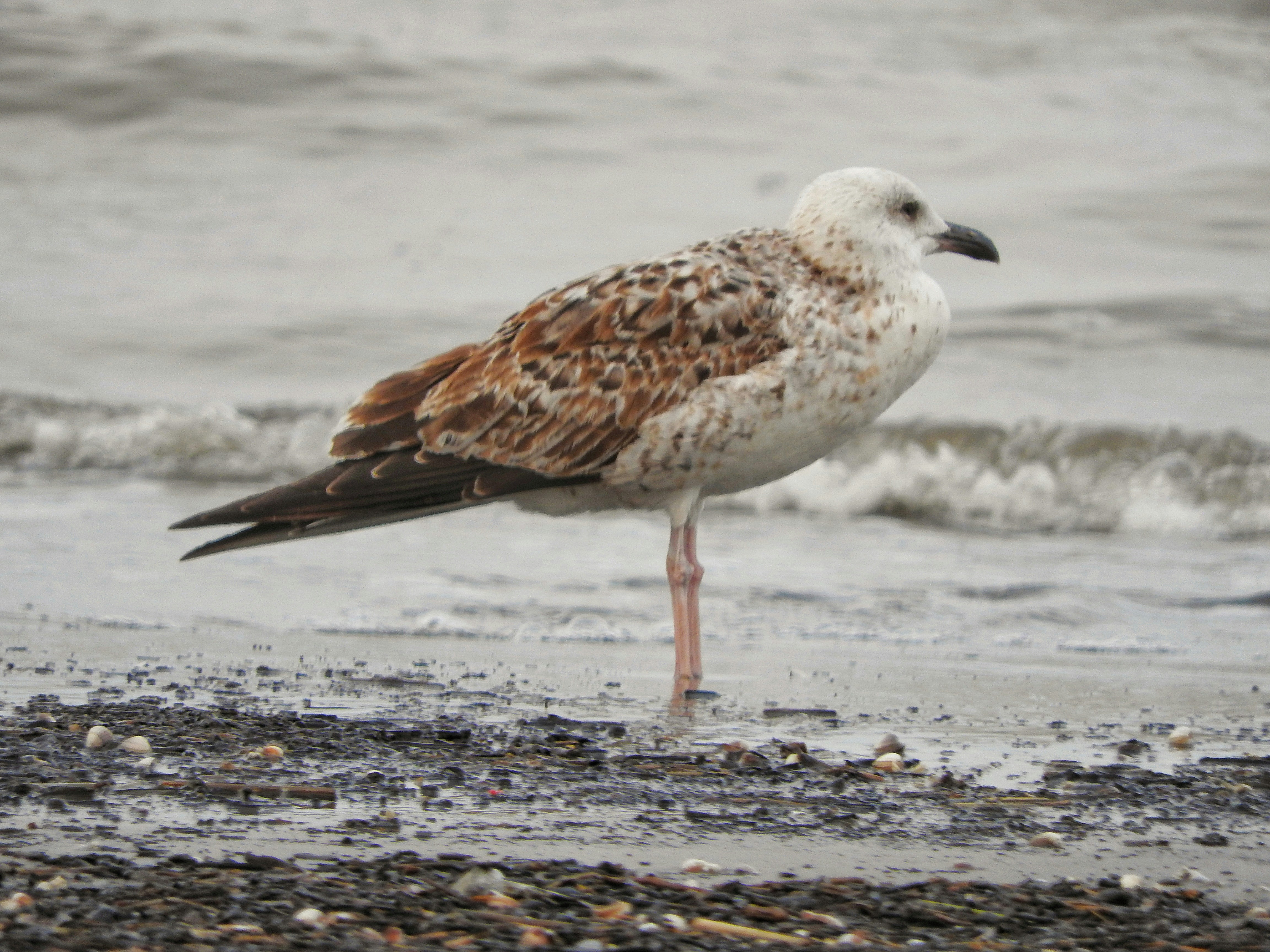 Single shore-watcher: a juvenile gull poised at the tide line