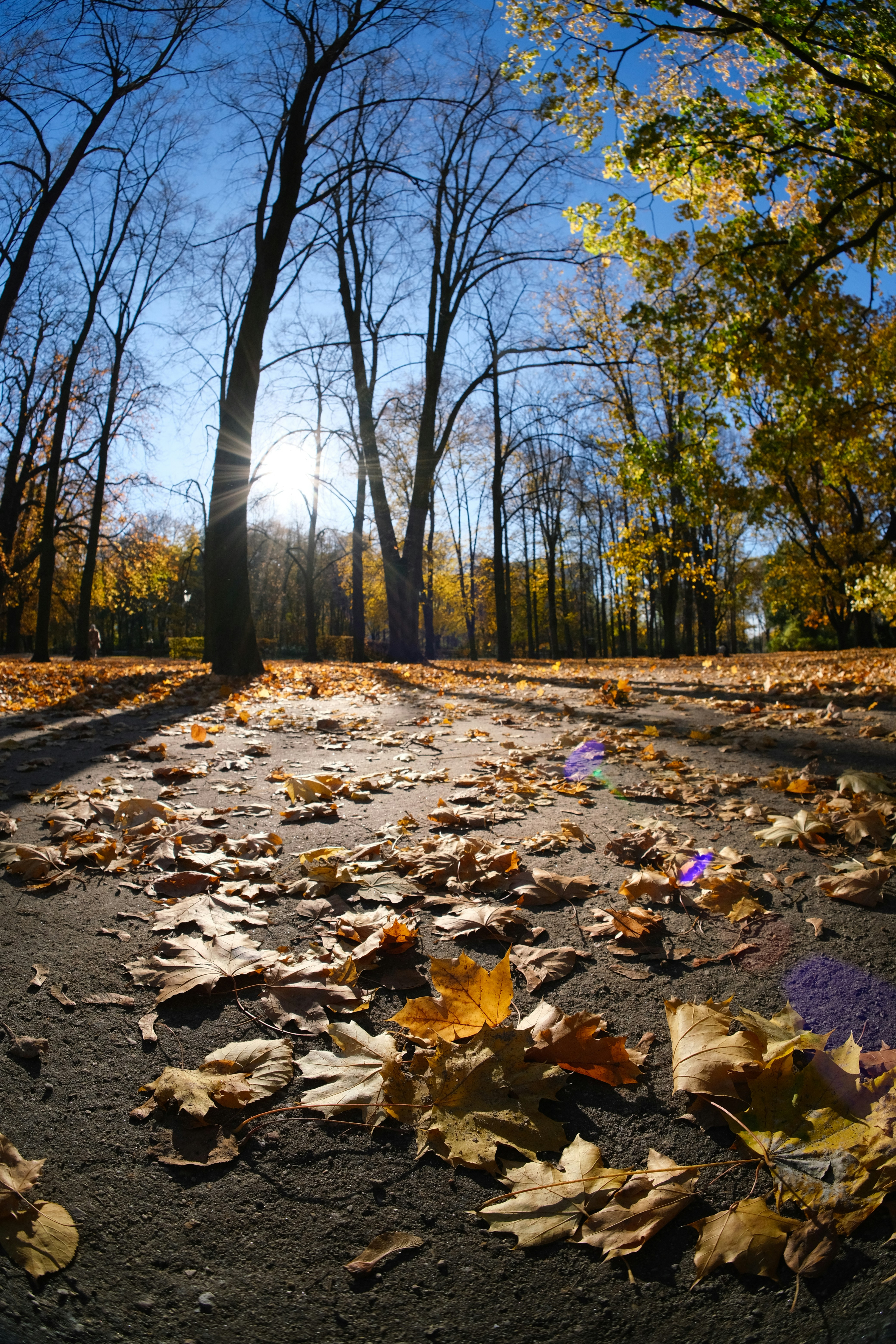Low Sun, Tall Trees: Autumn Light Filtering Through a Leaf-Lstrewn Path