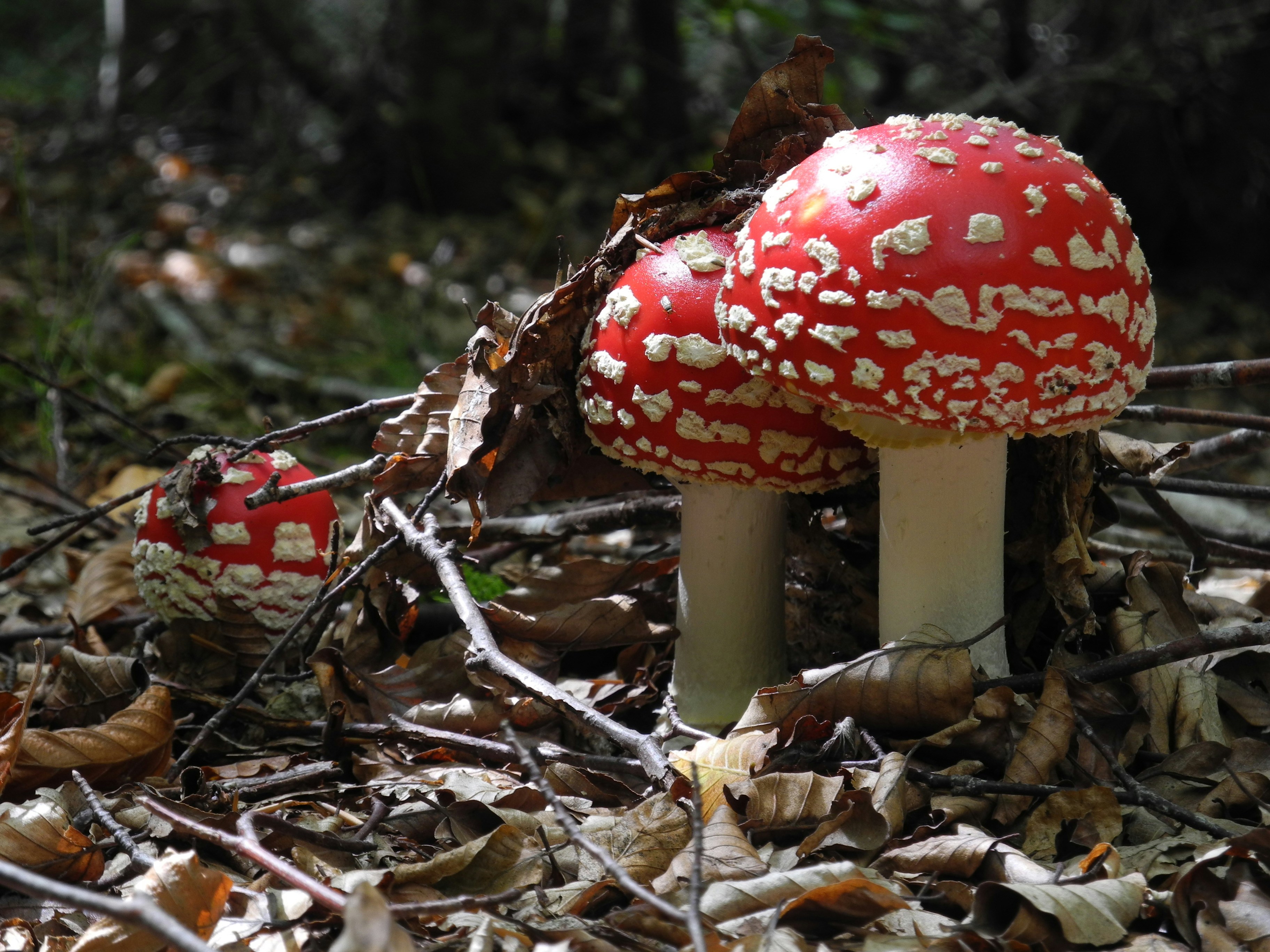 Crimson Amanita Cast in Dappled Autumn Light