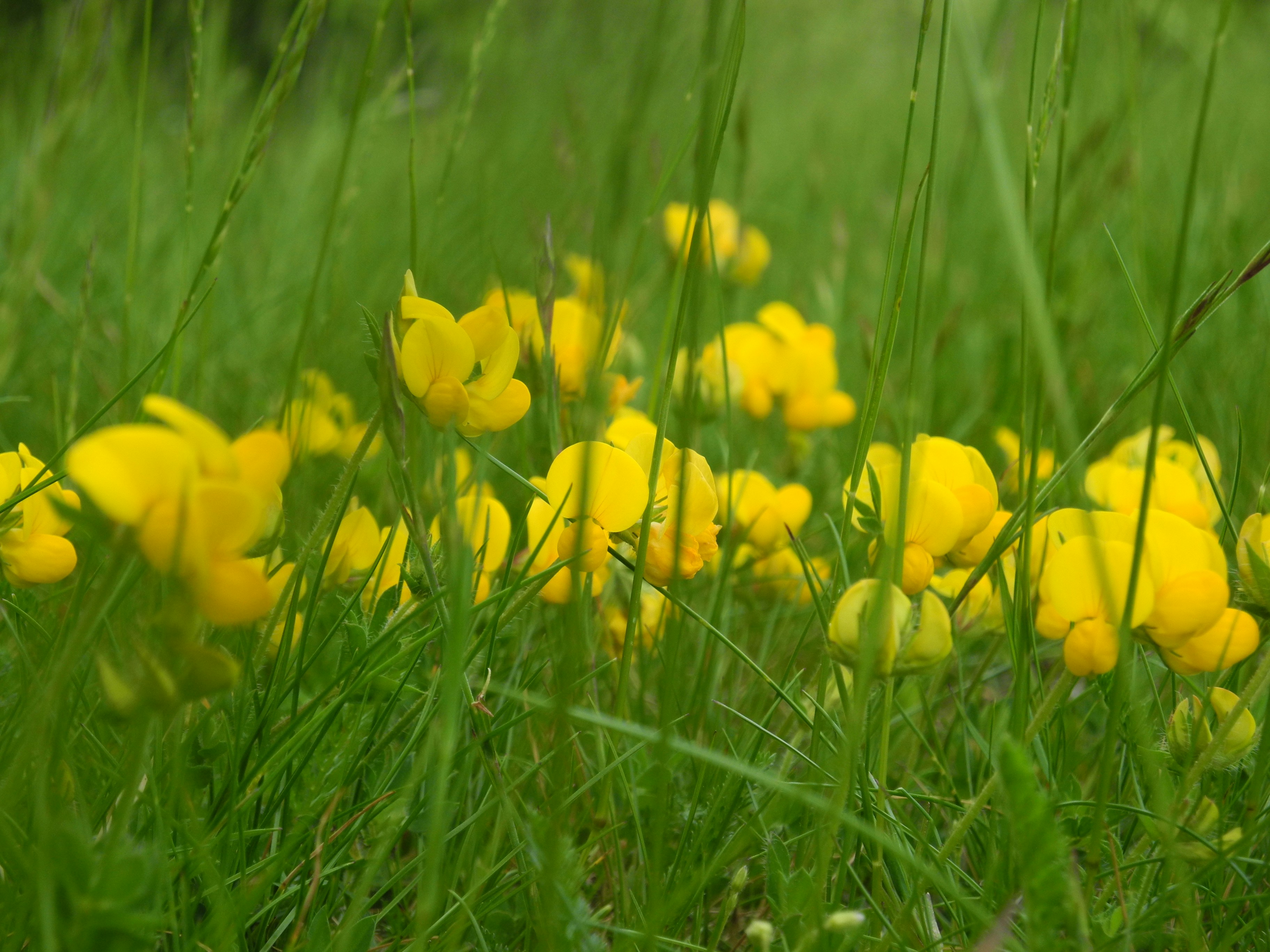 Close-up of bright yellow buttercups protruding through tall green grass in a sunlit meadow. A soft background blur emphasizes the blooms as the primary subject.