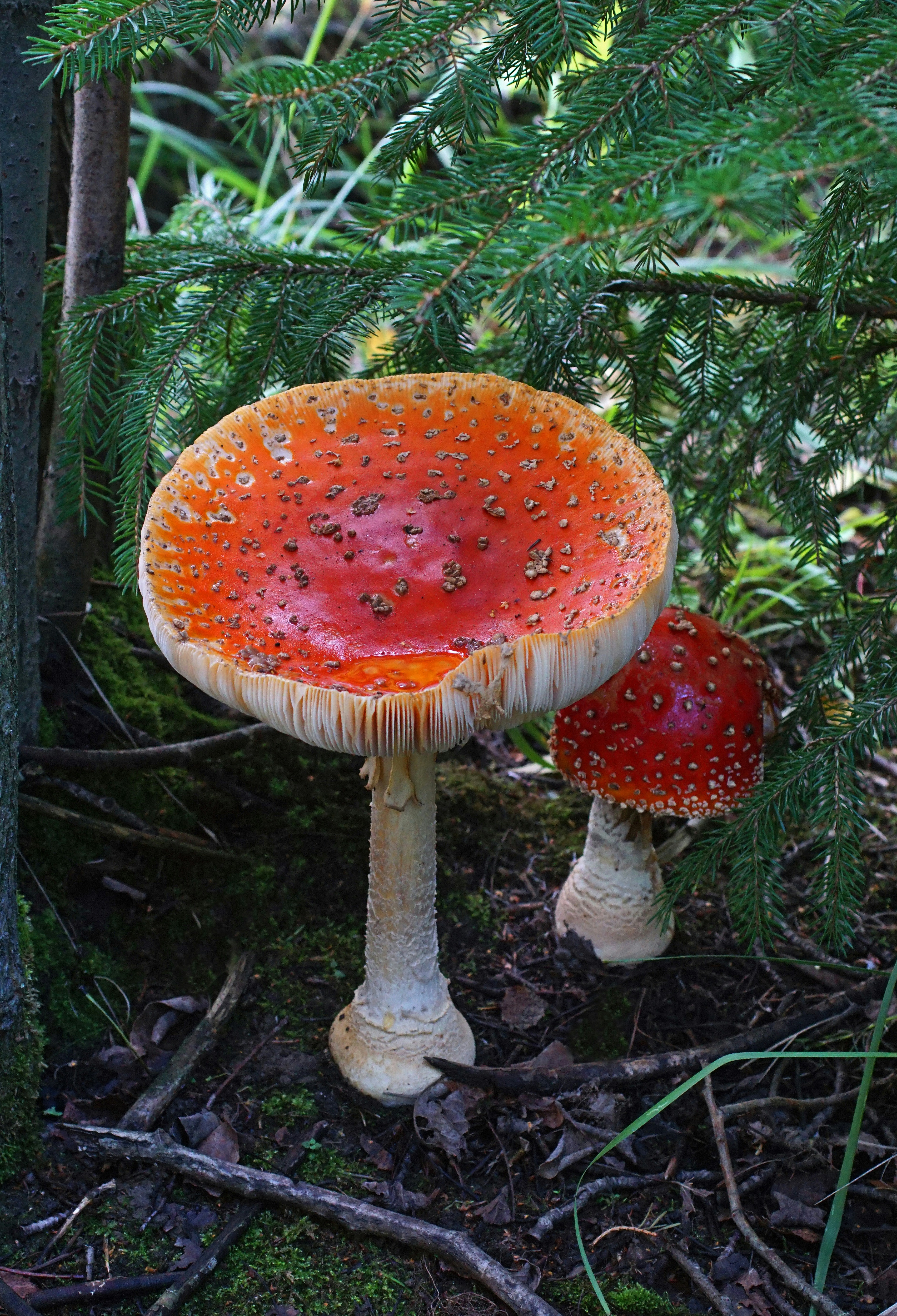 Nature's Vibrant Umbrella: The Fly Agaric
