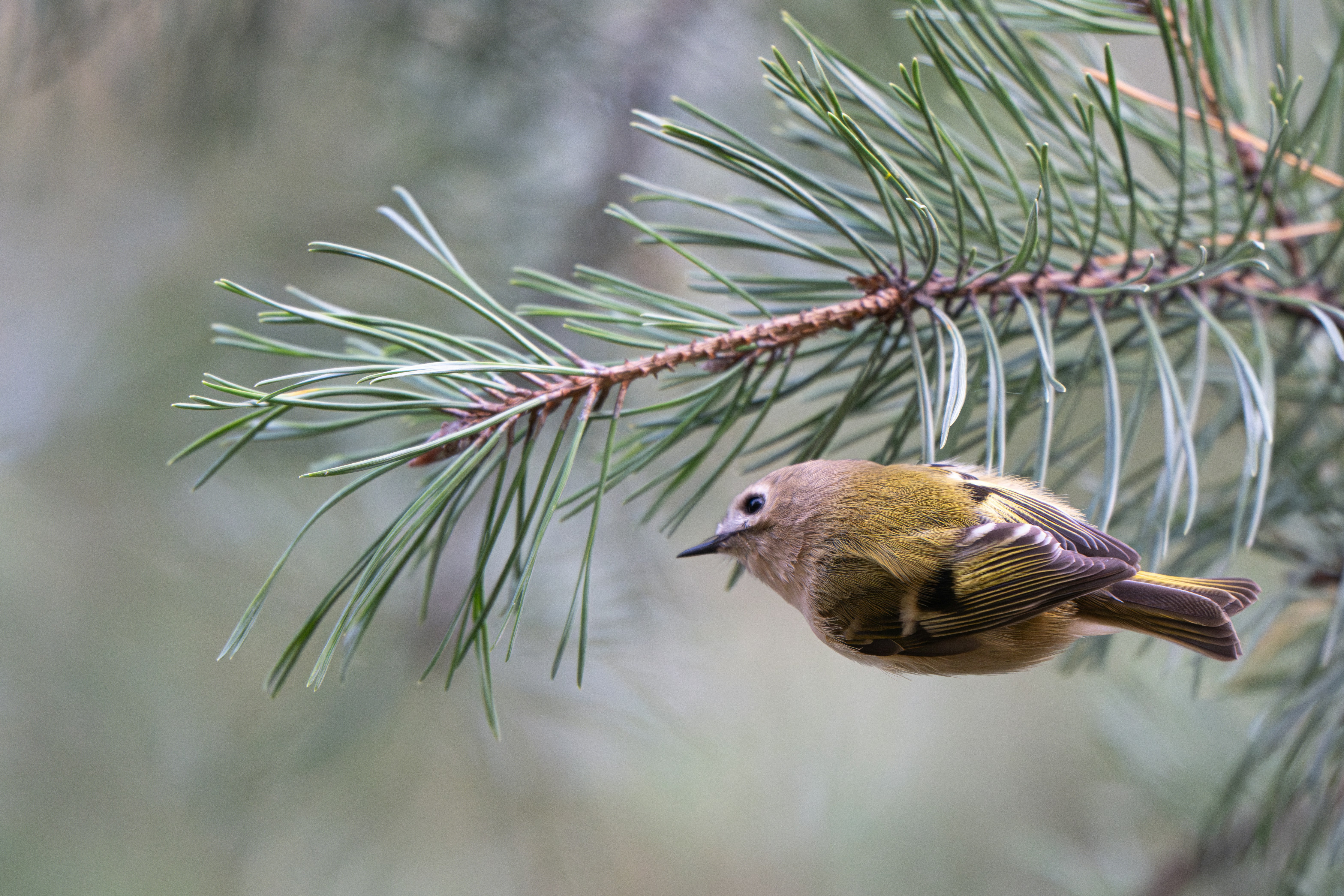 a bird perched on a branch of a pine tree