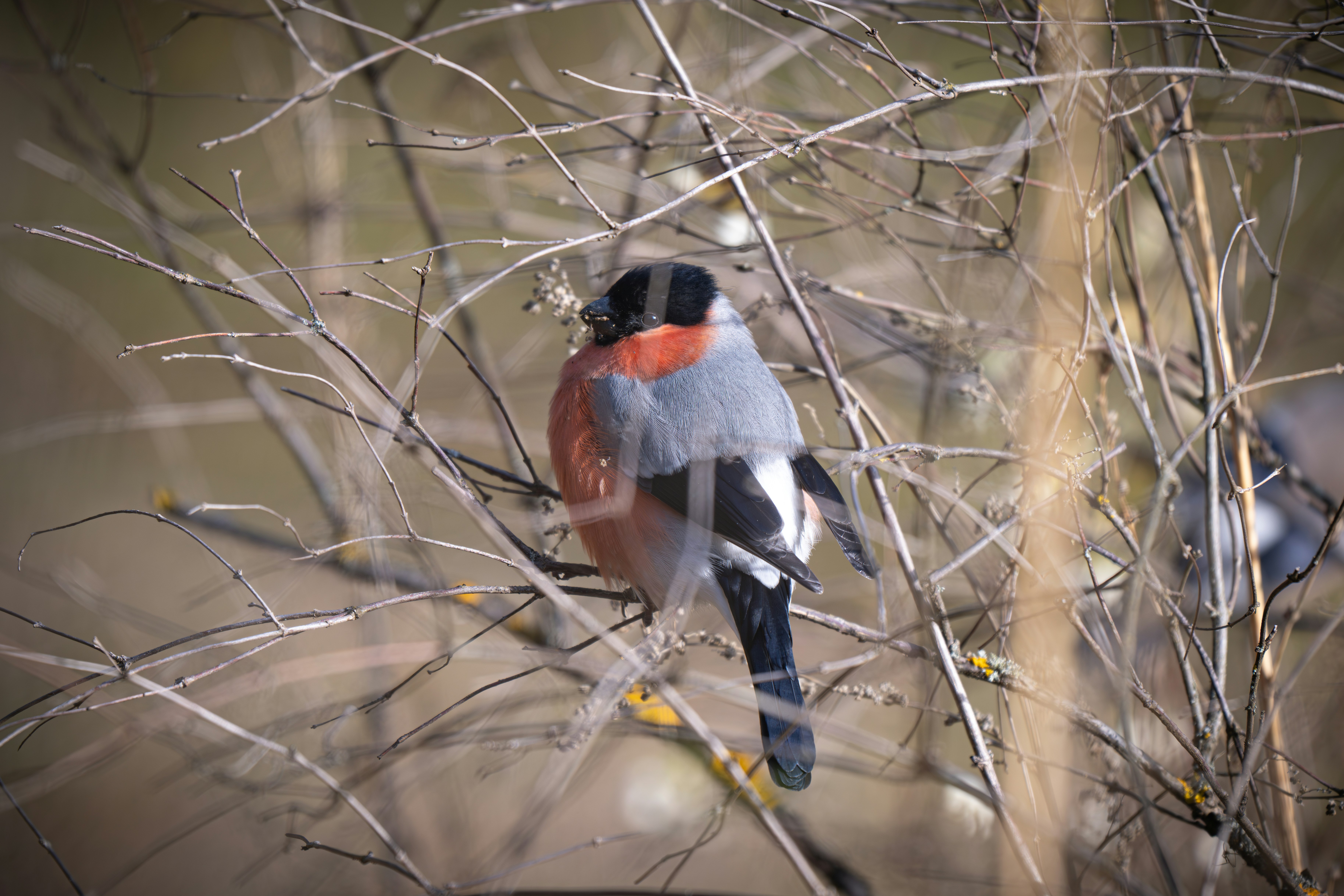 Bullfinch Amid a Lattice of Winter Branches