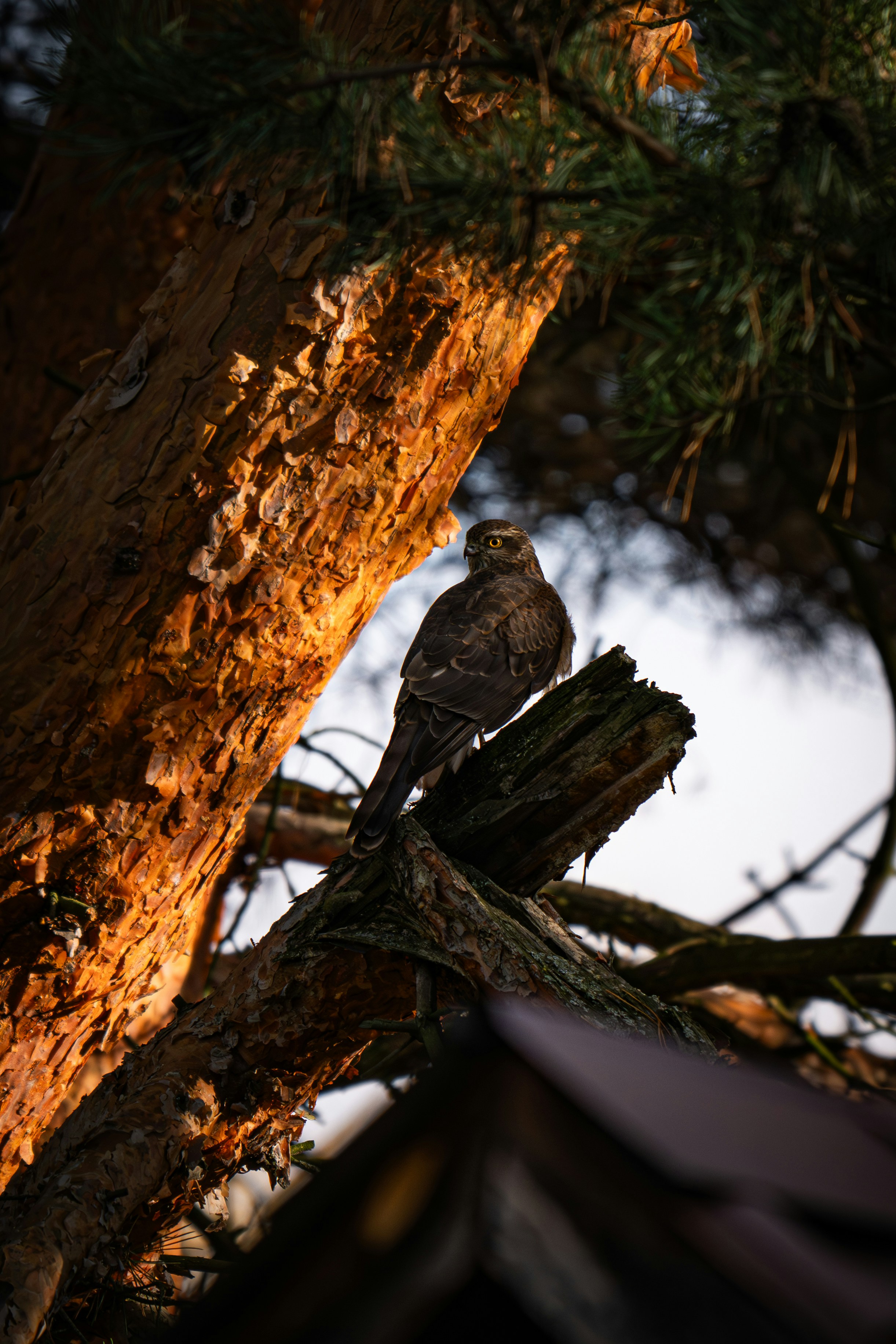 Perched in Amber Light: A Woodland Falcon Amid Pine Bark