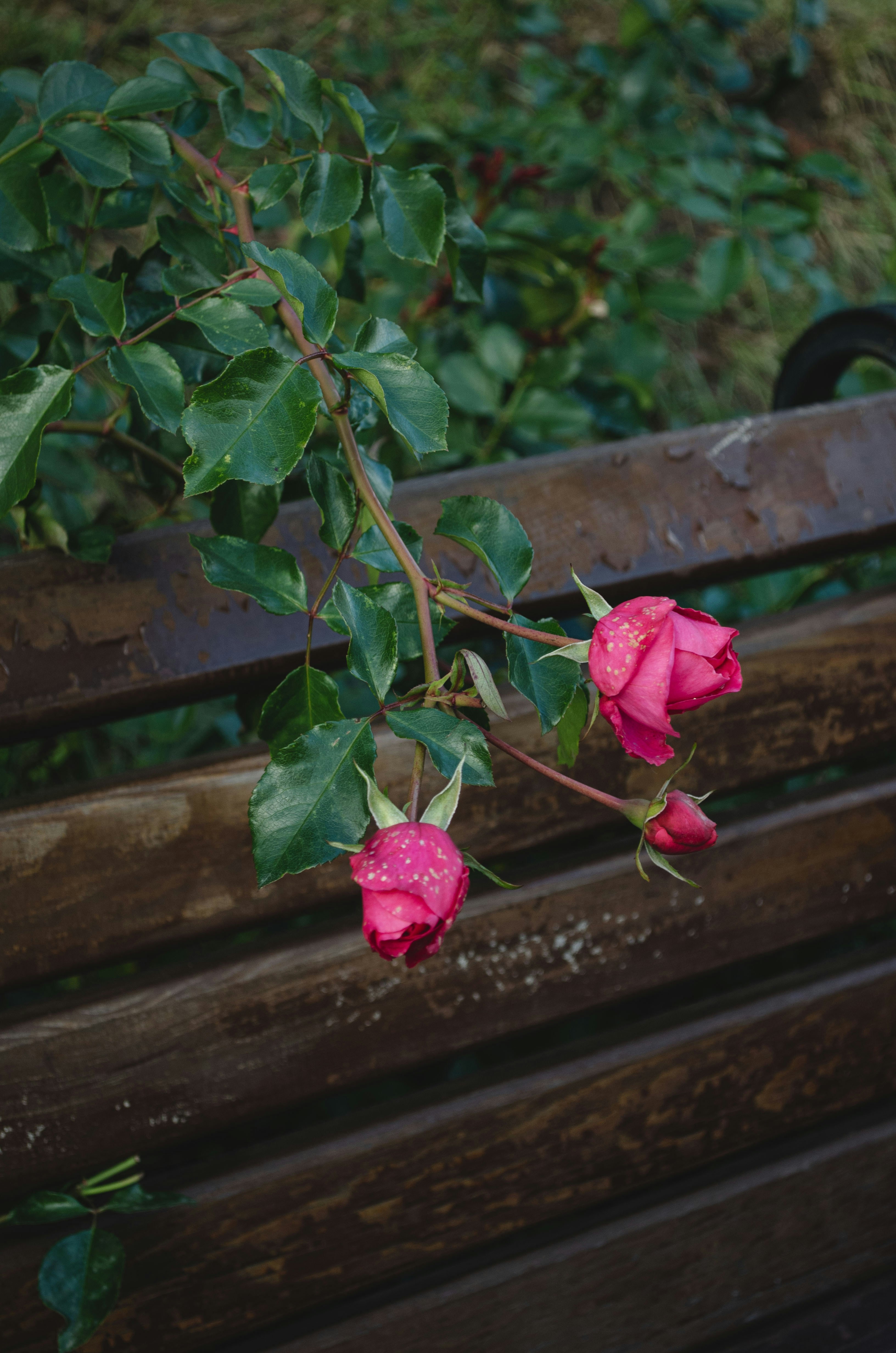 Petals over Rust: Pink Roses Framing a Weathered Bench