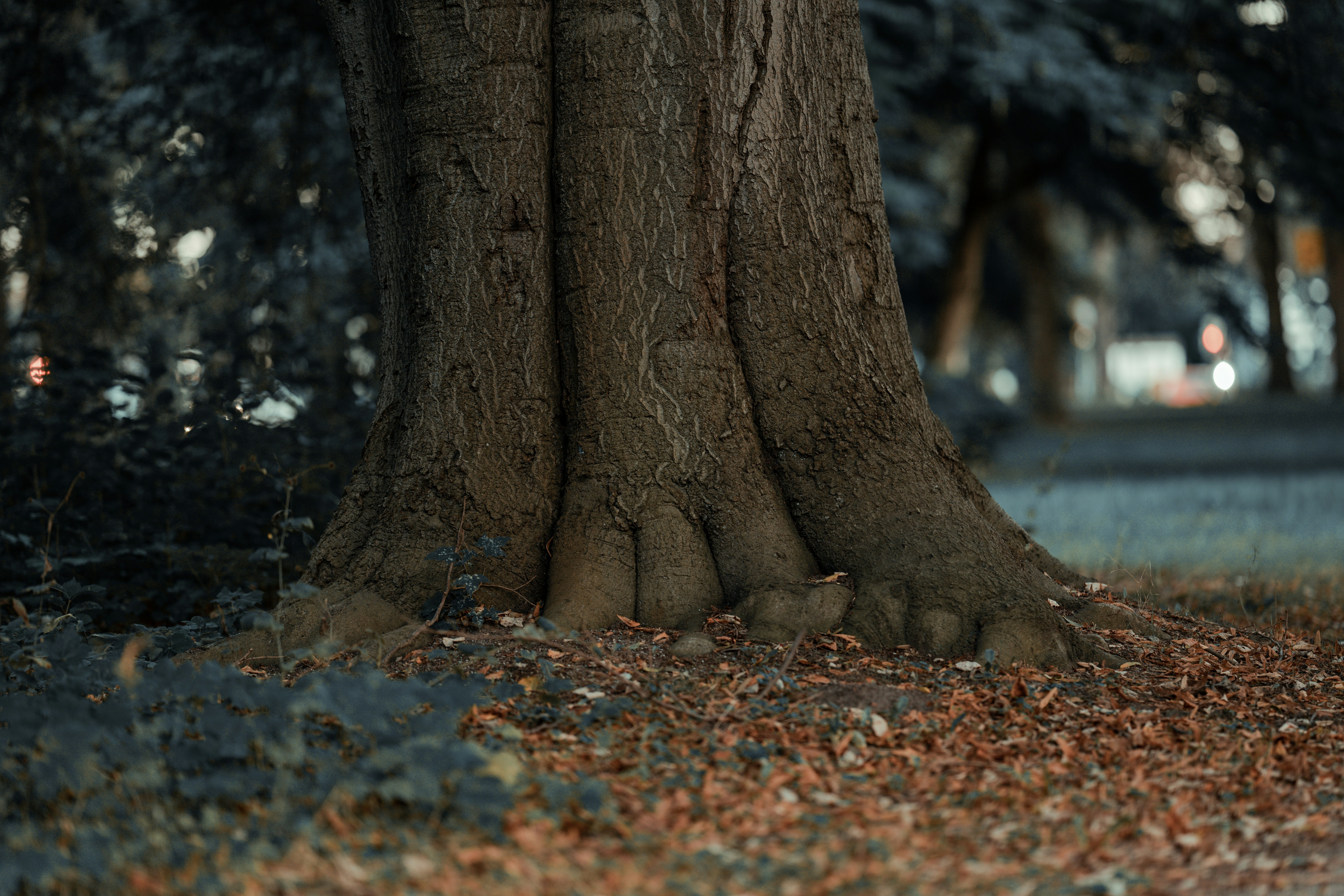 Ember Carpet at the Trunk's Base