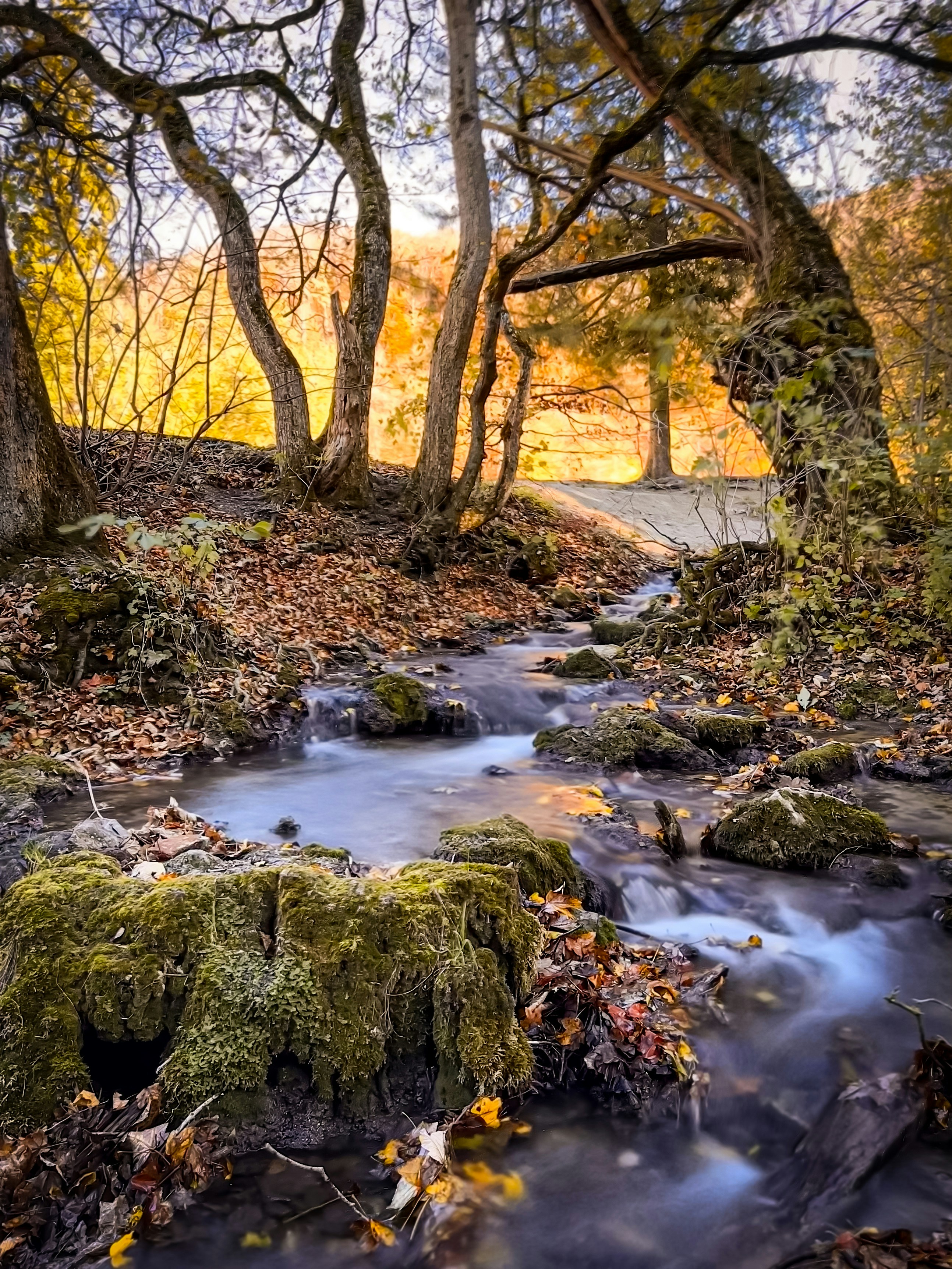 A stream running through a forest filled with trees photo – Free ...