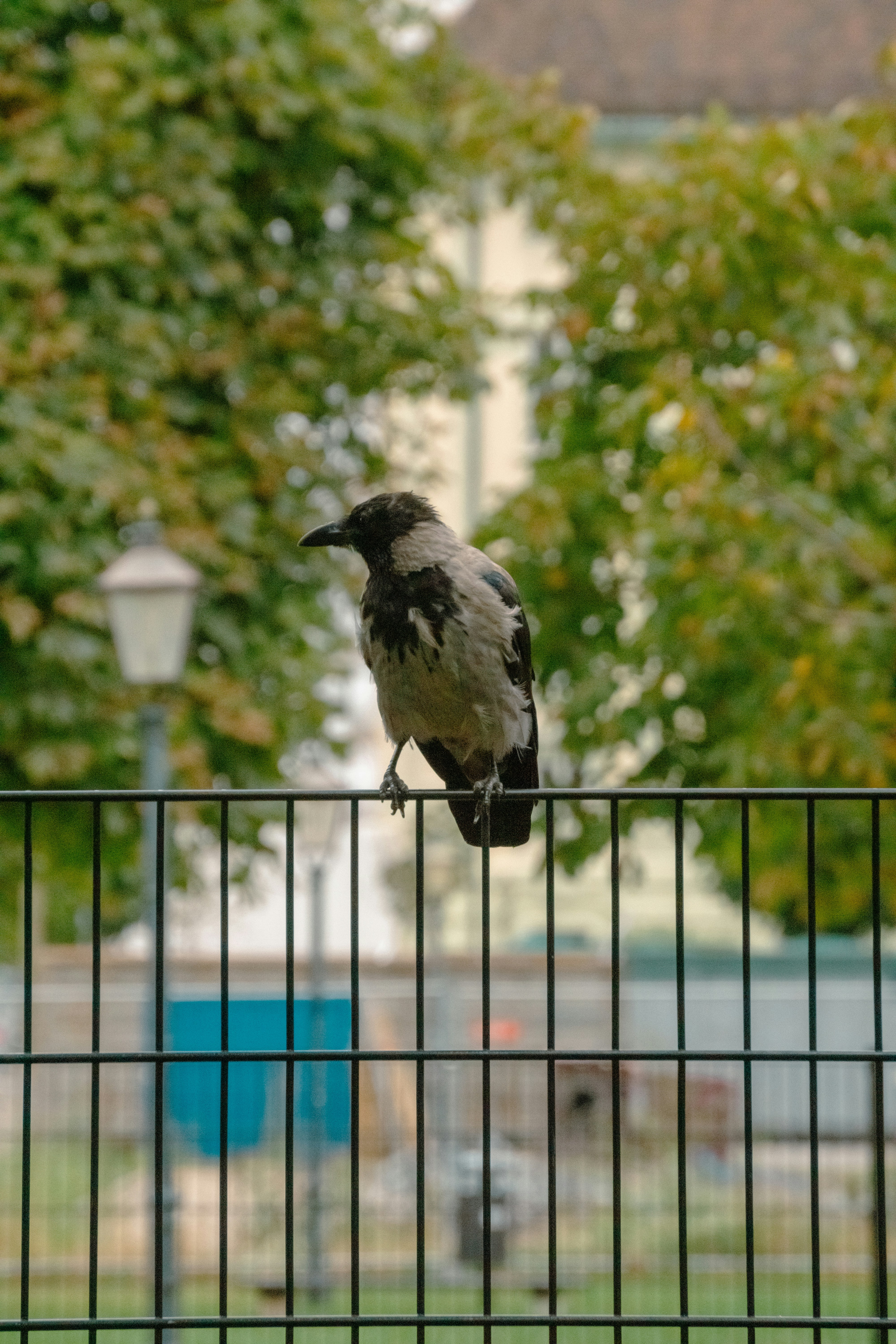 Crow on a Wrought-Iron Fence: An Unhurried Park Moment
