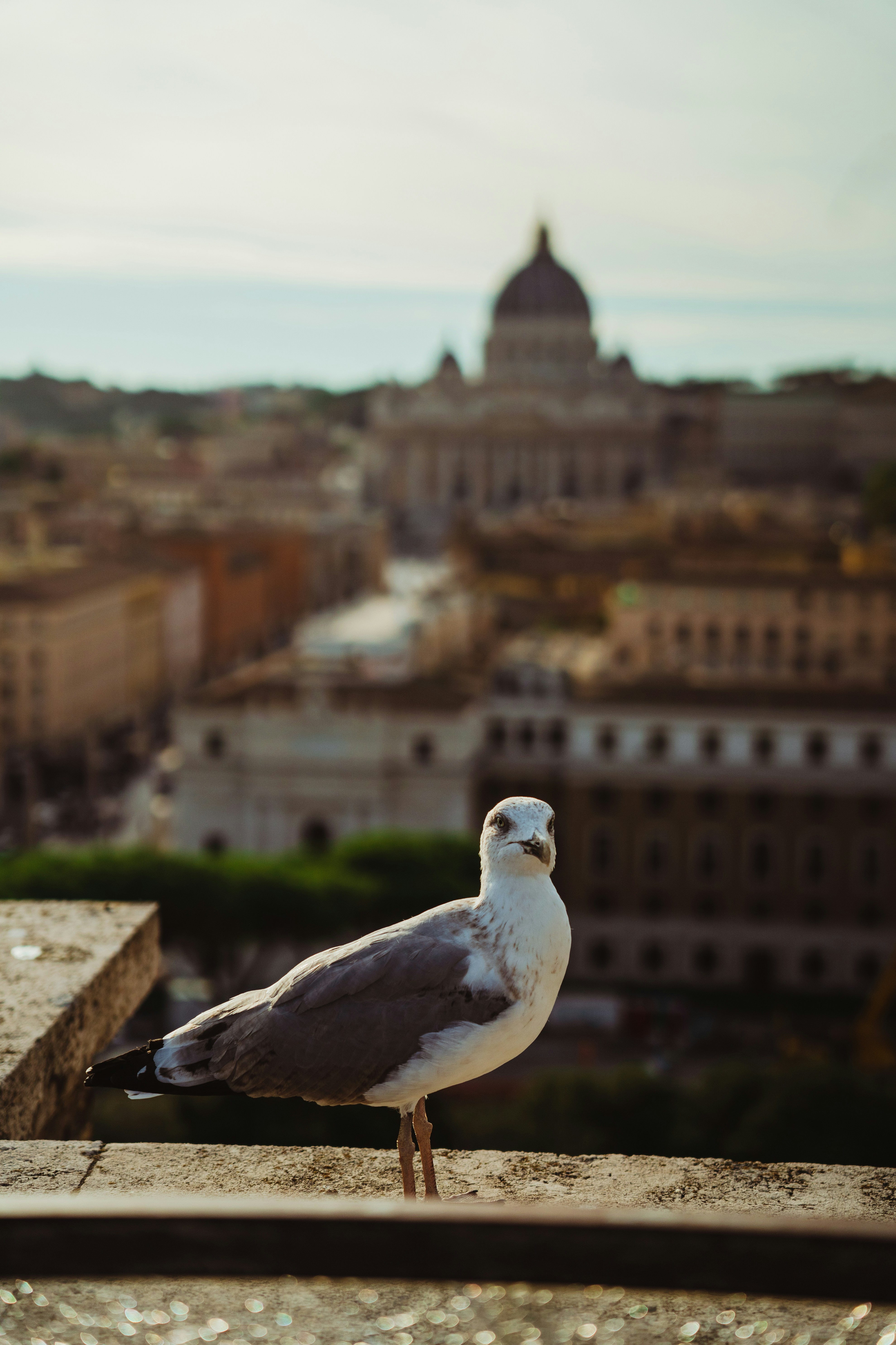 Seagull Sentinel Over a Hazy Roman Skyline