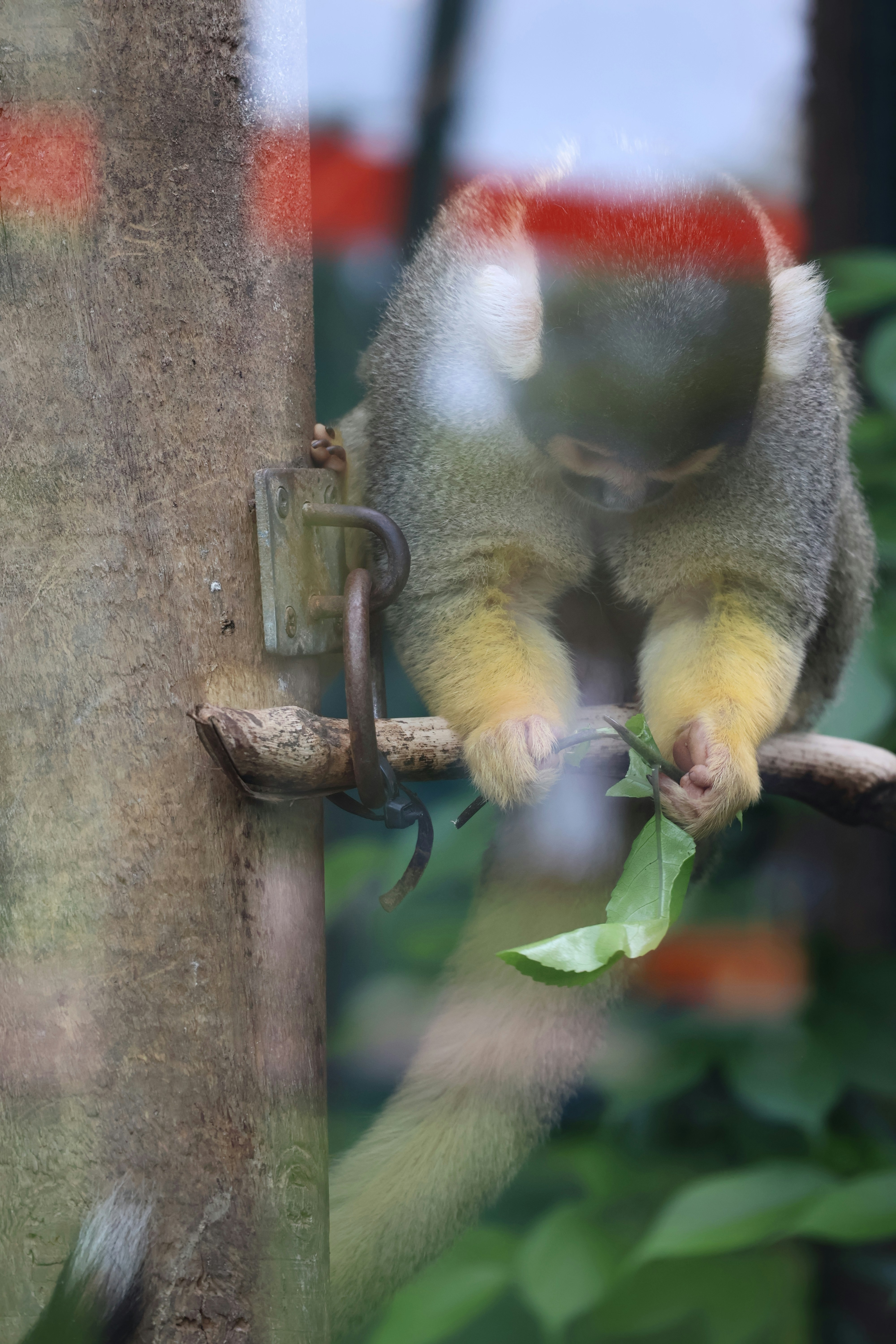 Leaf-Tugging Monkey on a Weathered Gate Post