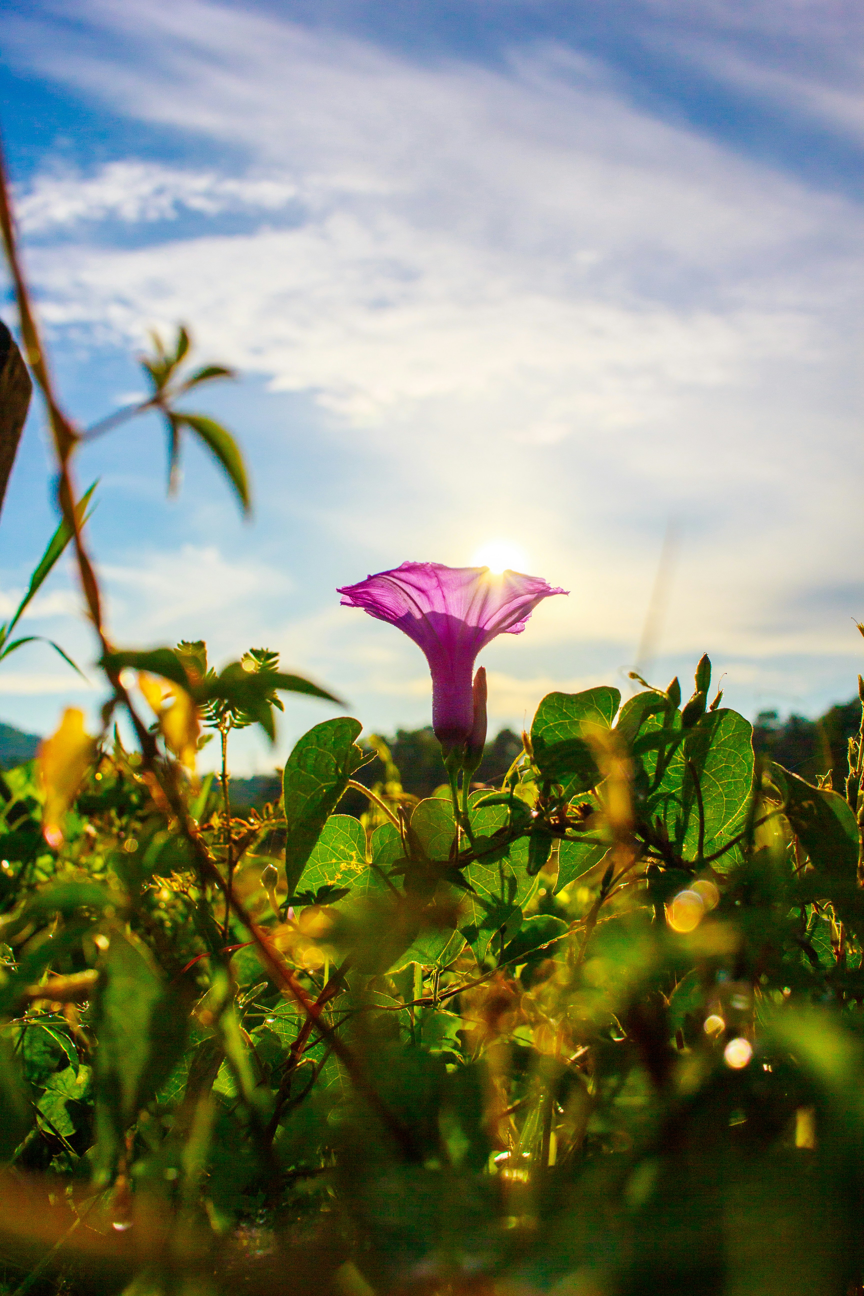 Dawn's Prism: A Purple Morning Glory Reaches Toward the Sun