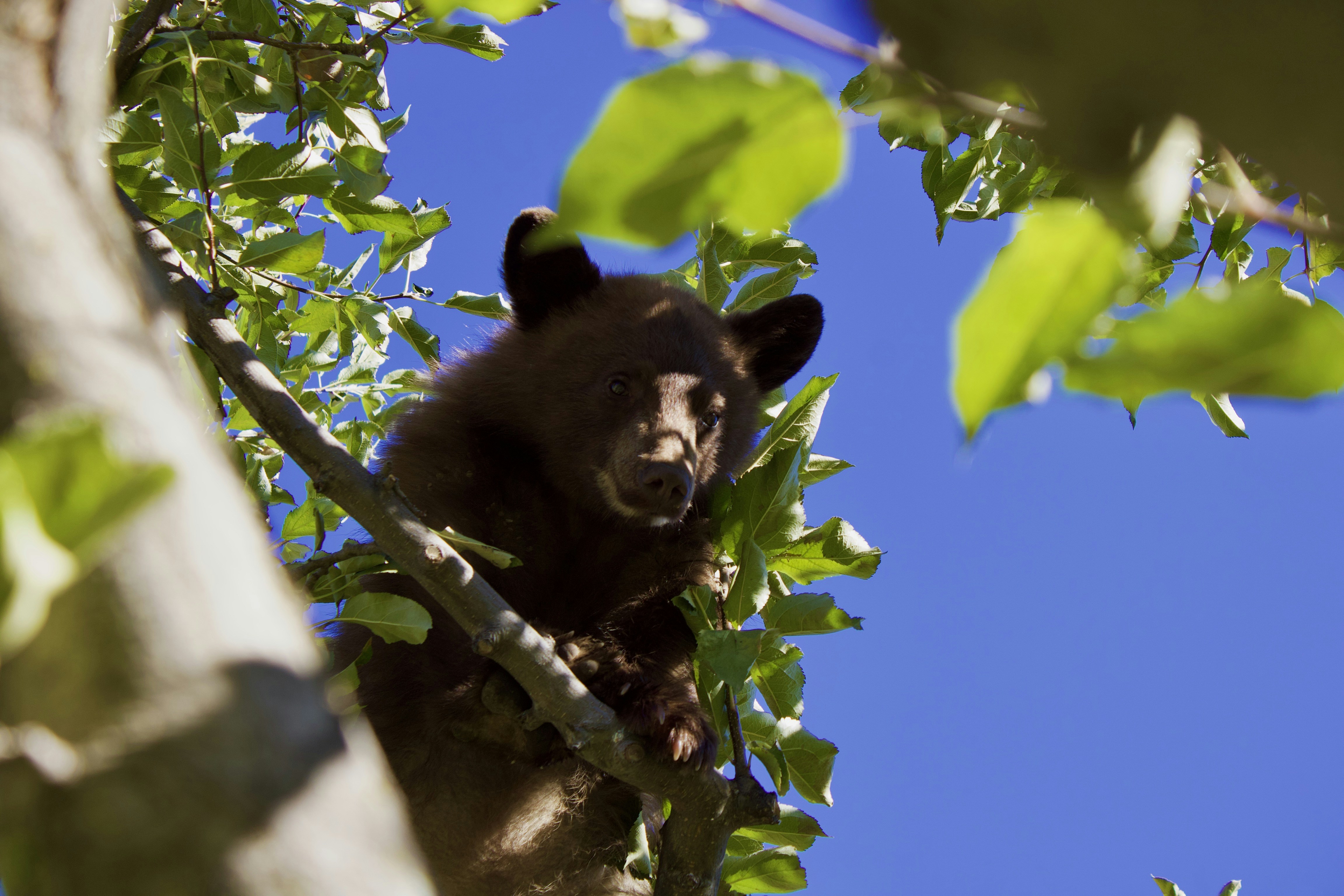 Bear Cub in a Leaf-Lace Canopy Beneath a Clear Blue Sky