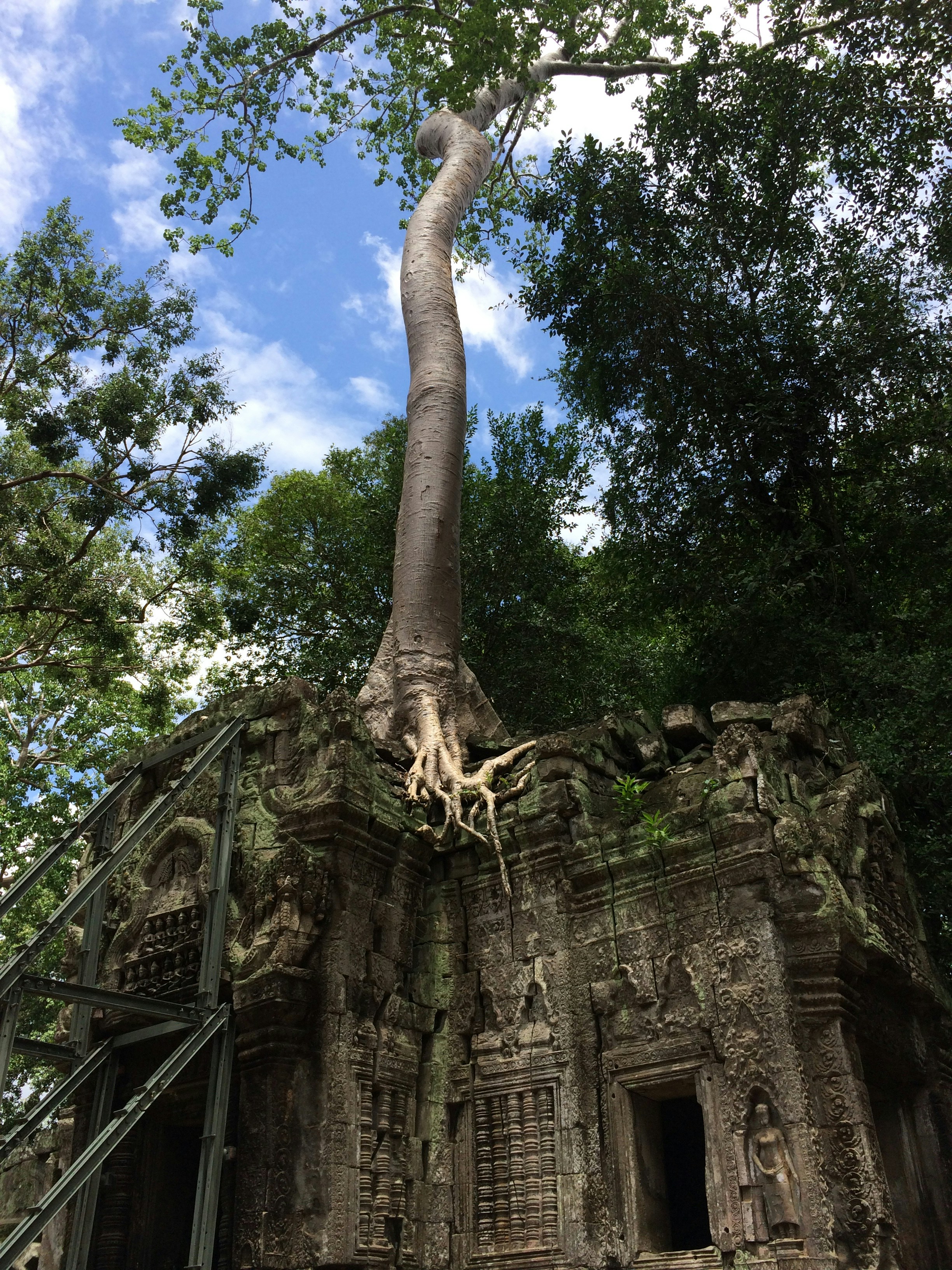 A tall green tree on the gray concrete ruin
