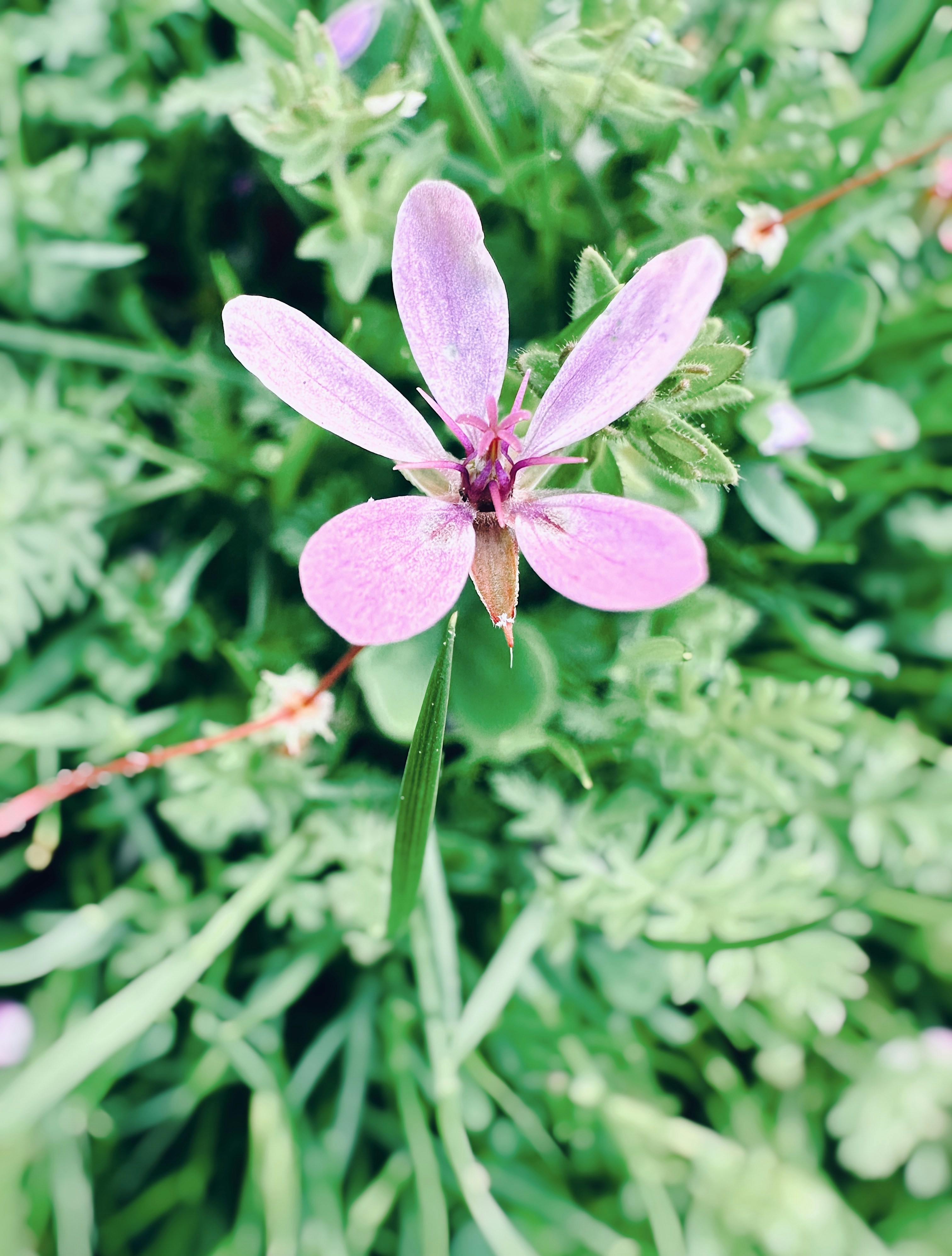 1K+ Nature Flower Pictures | Download Free Images on Unsplash