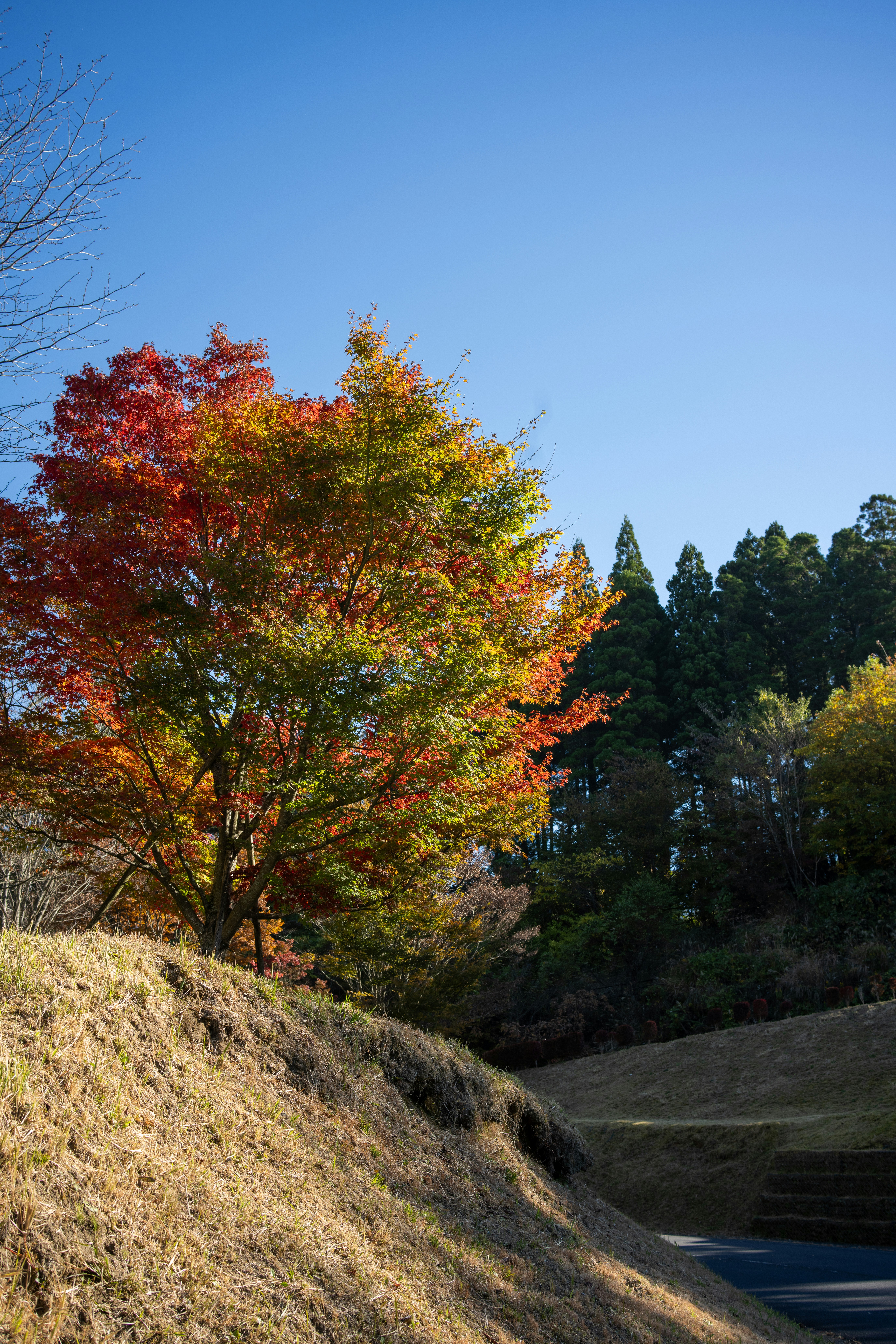 Crimson Canopy on a Sunlit Slope