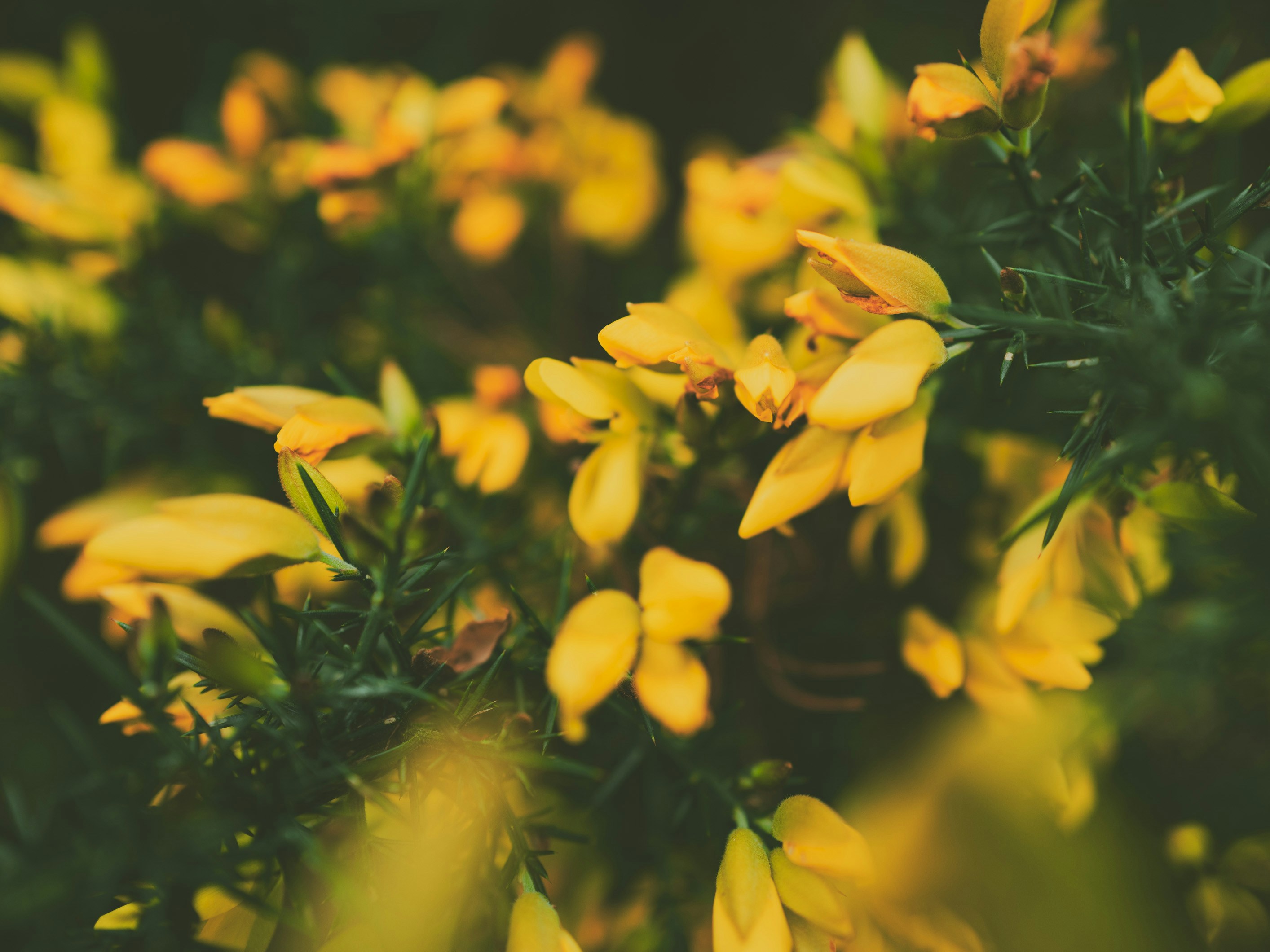 A bunch of yellow flowers that are blooming photo – Free Yellow Image ...