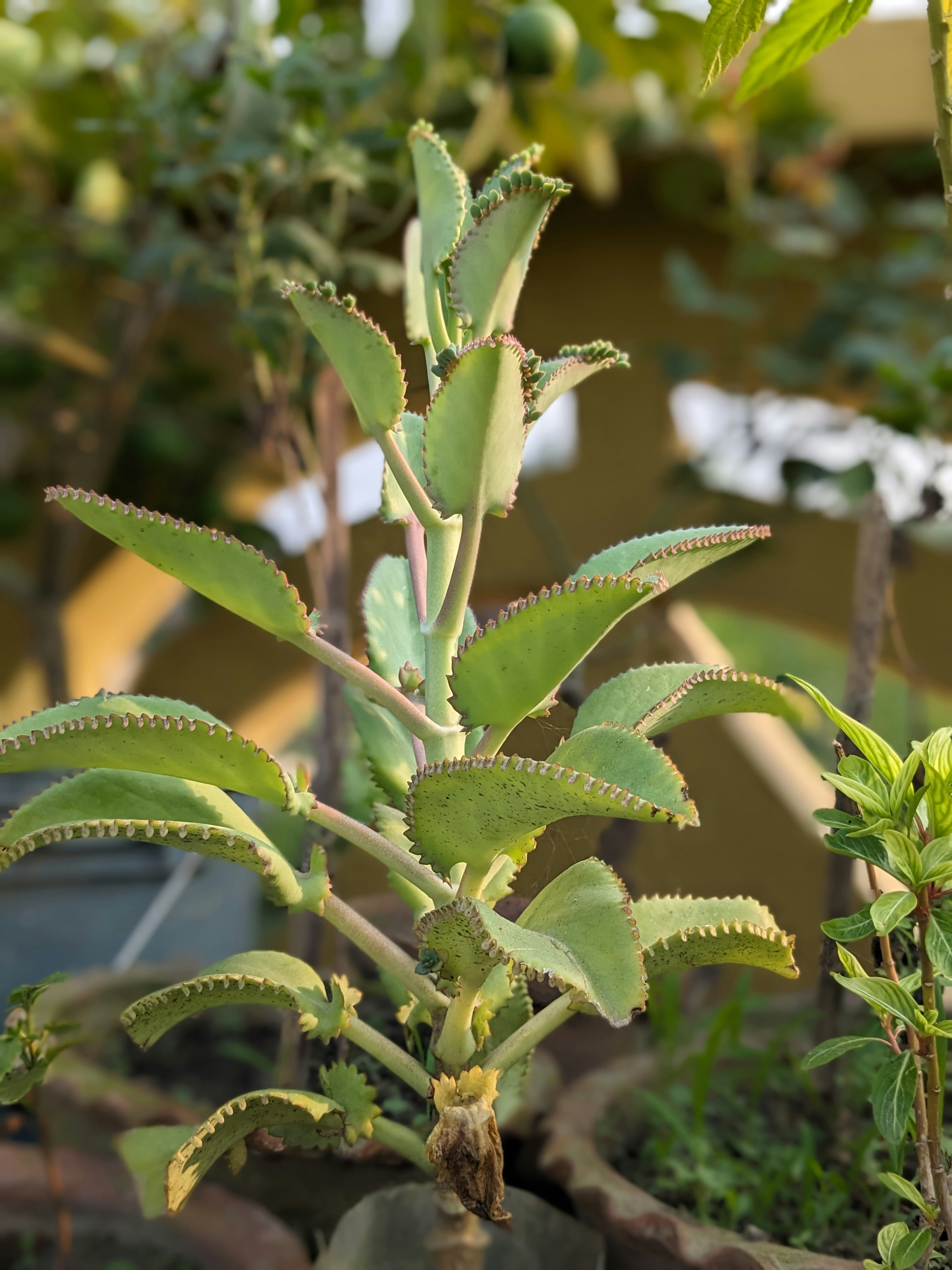 Serrated Green: A Sunlit Succulent Portrait