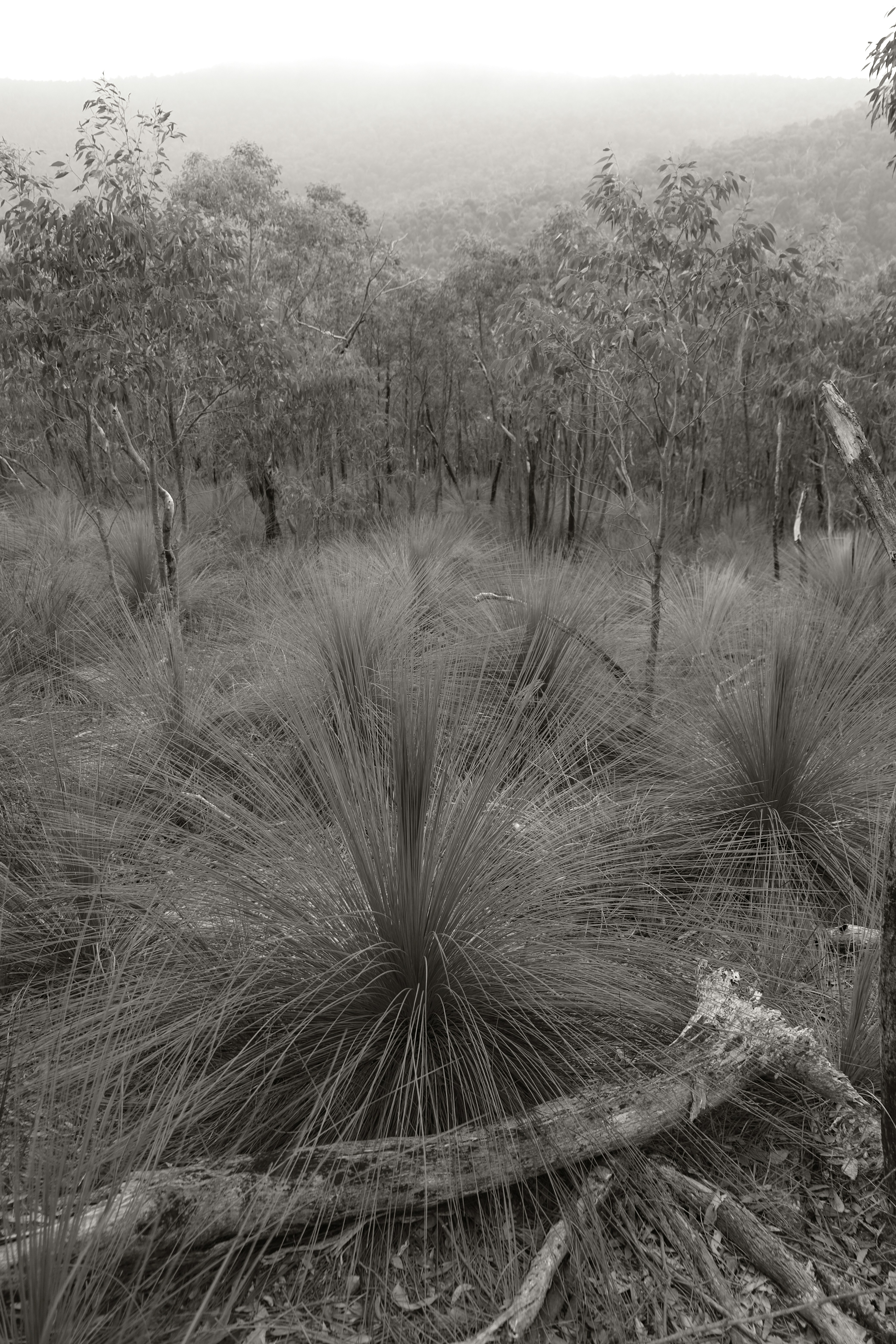 Rosette Crown: Spiky Desert Grass Framing a Quiet Hillside