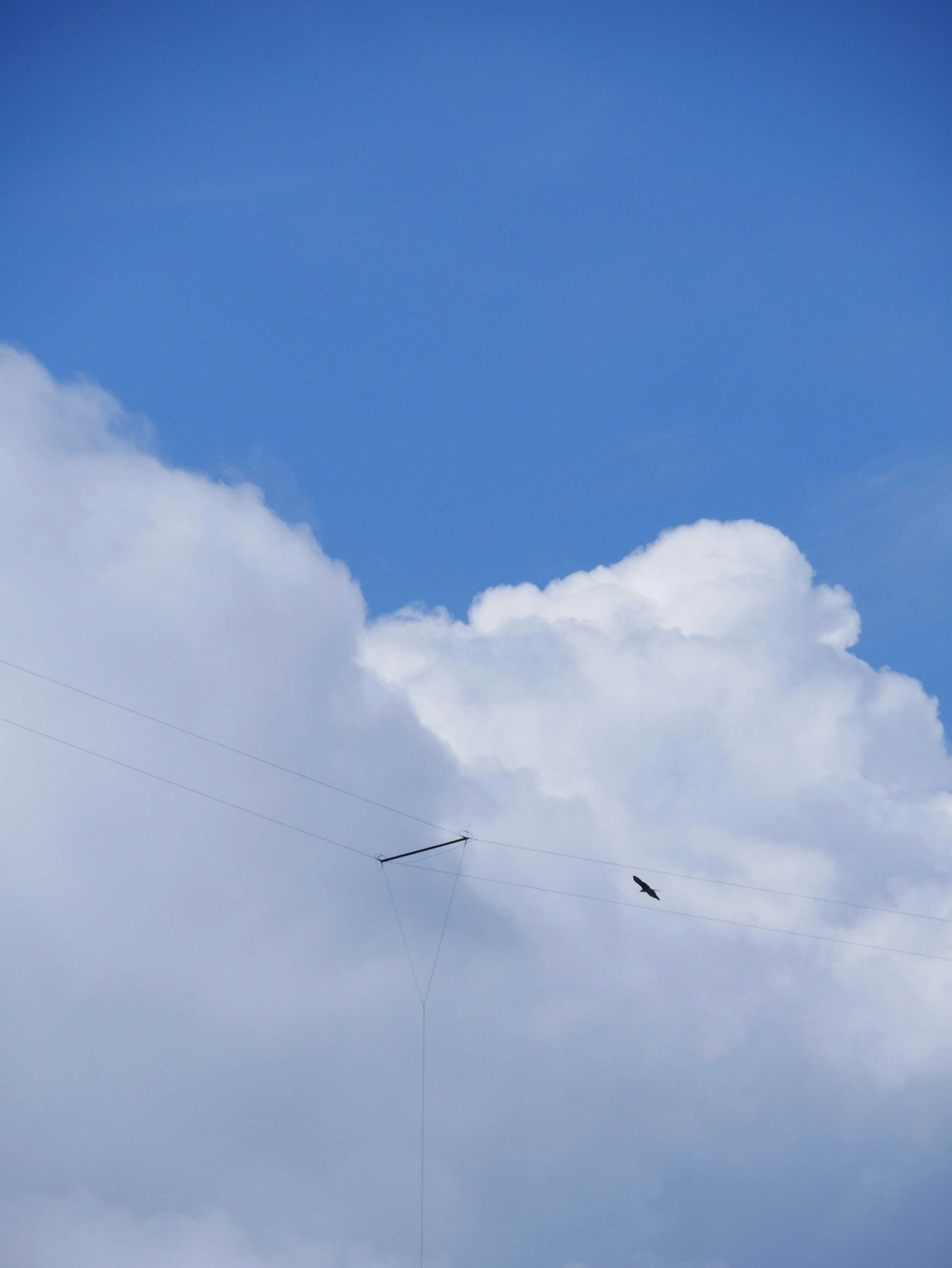 Wire Sentinel: A lone bird threads the horizon under a cobalt sky