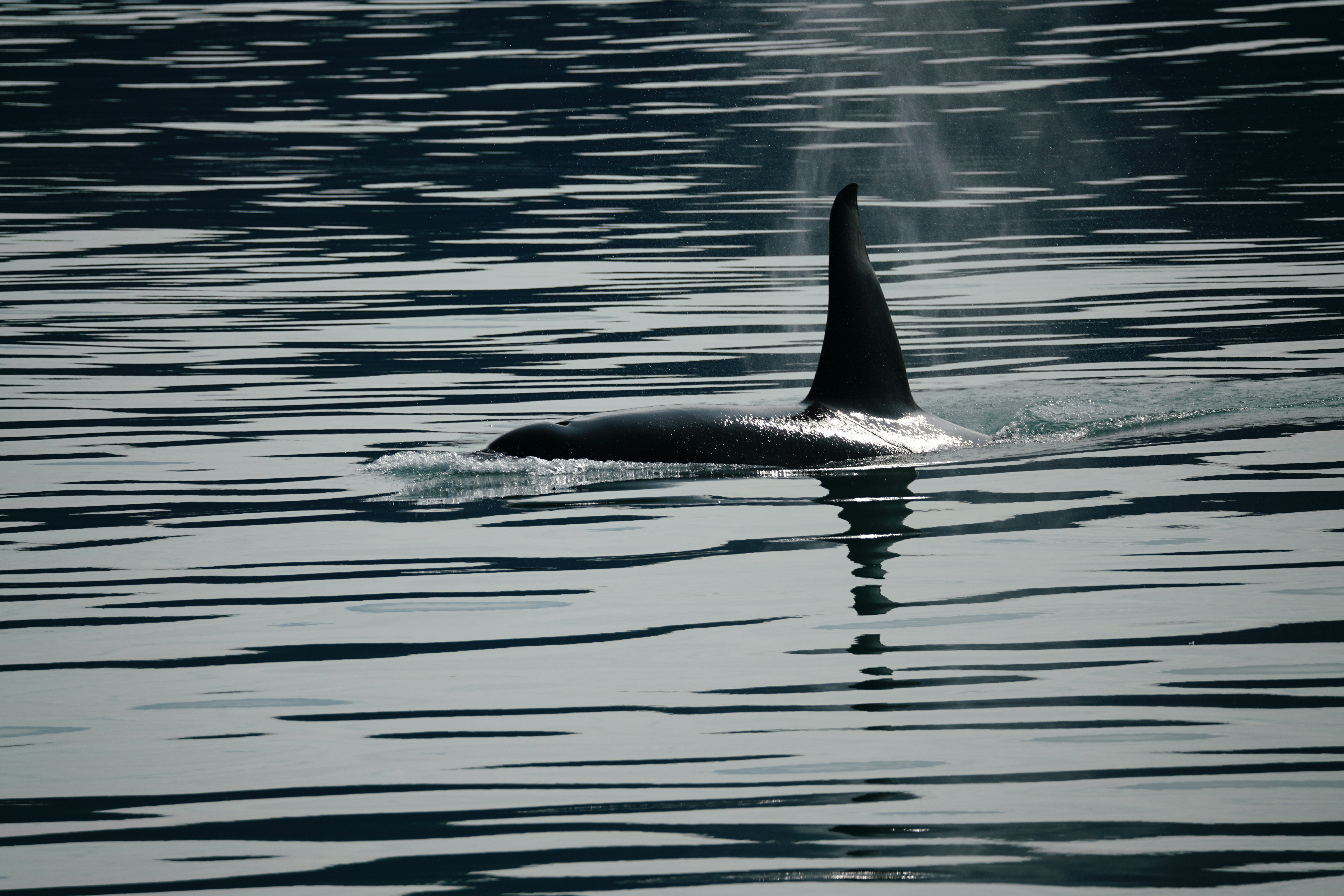 A lone orca swimming in a body of water photo – Free Sea life Image on ...