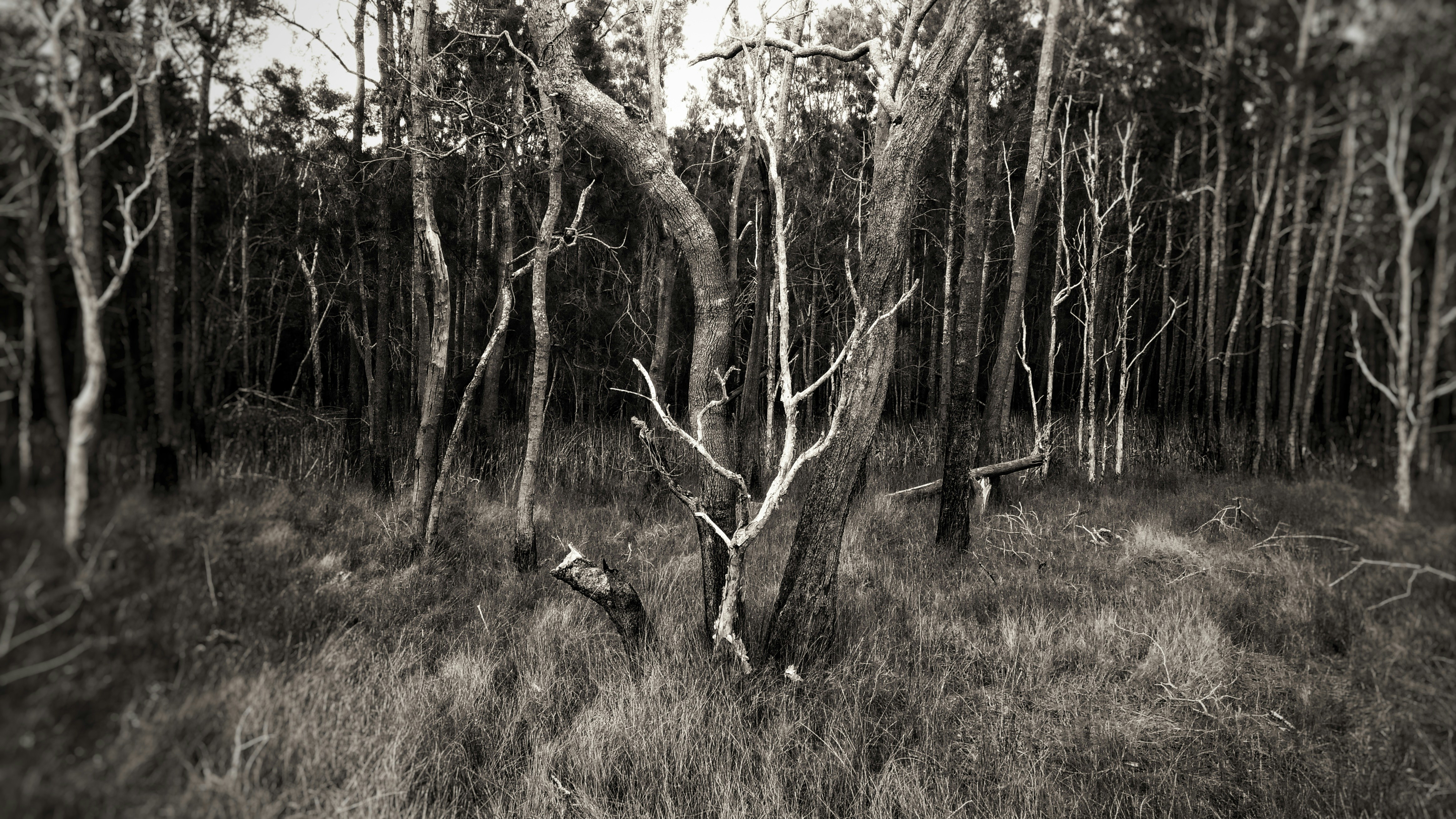 High contrast the trees in a swamp