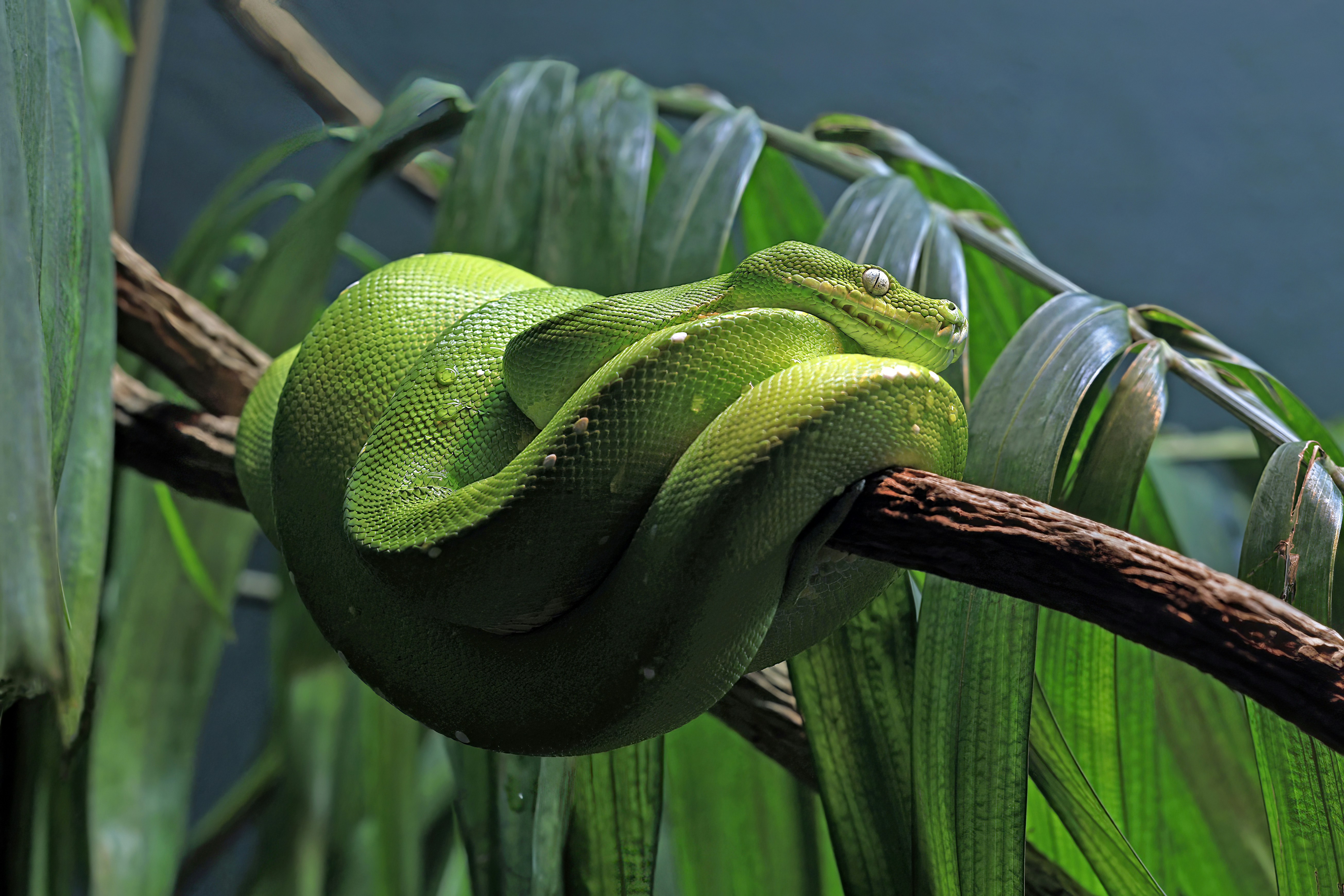 A green snake is curled up on a branch photo – Free Cairns aquarium ...