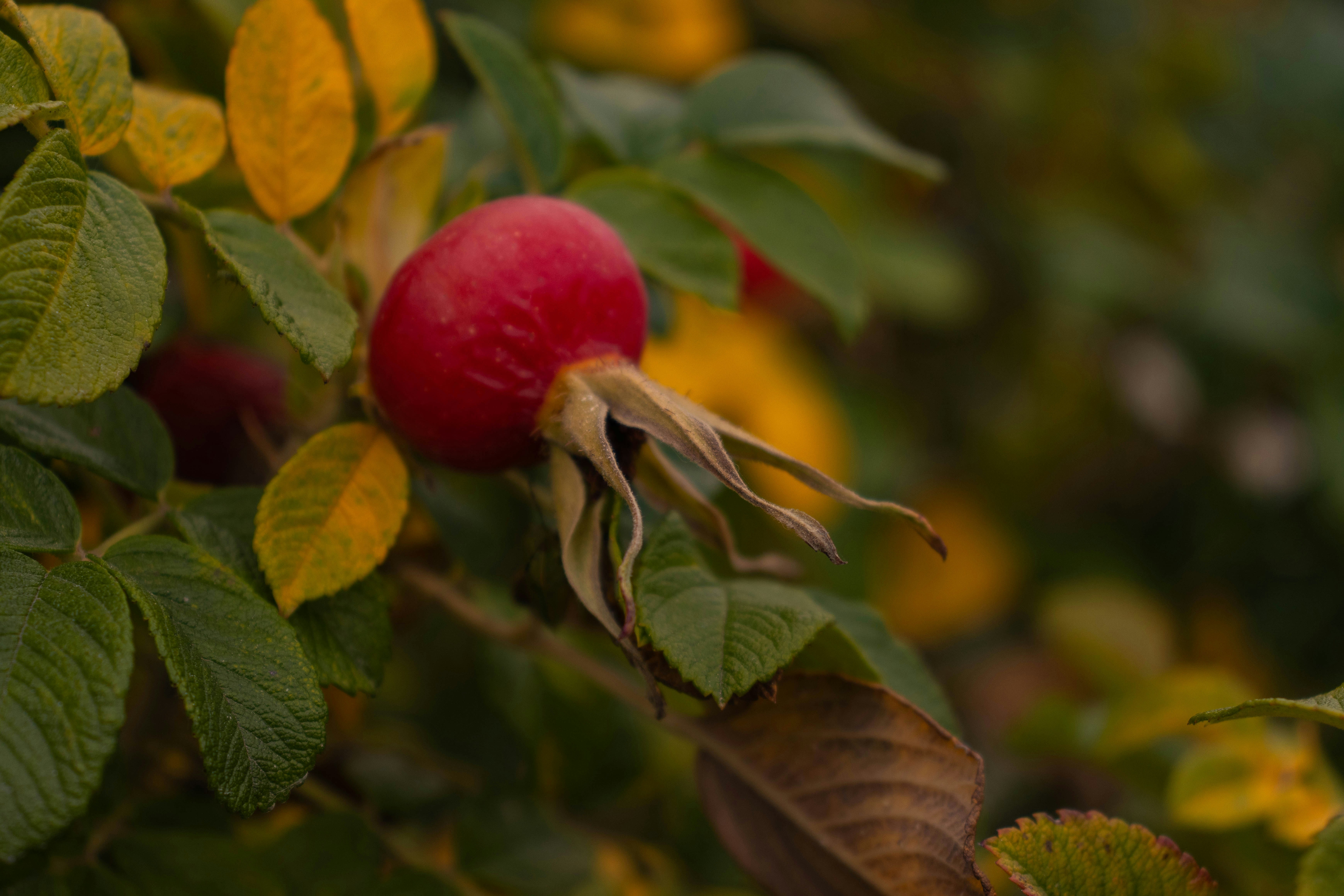 Crimson Rose Hip in Autumn's Quiet Palette