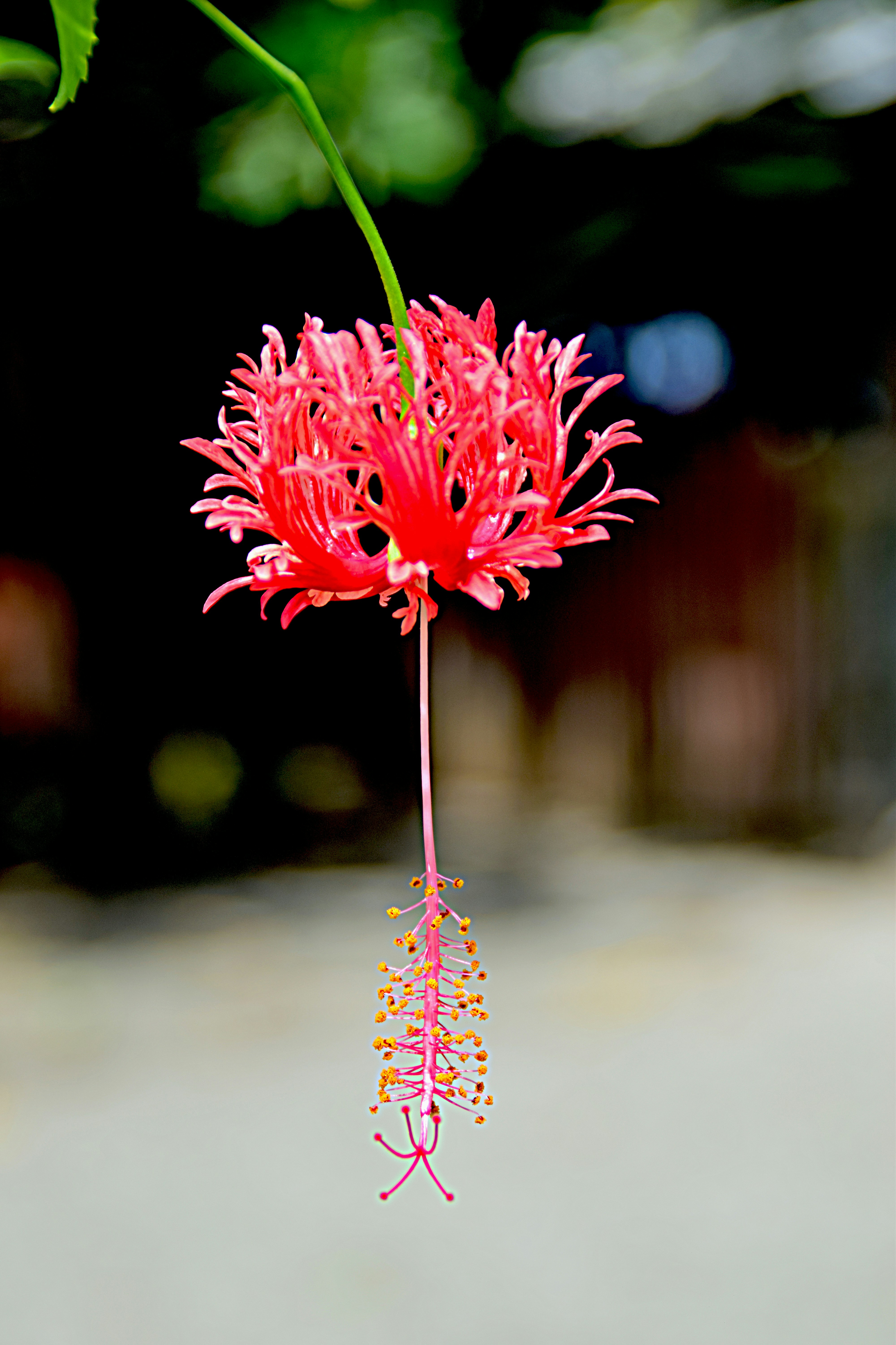Crimson Hibiscus Pendant: Sharp Close-Up of a Hanging Stamen Bloom