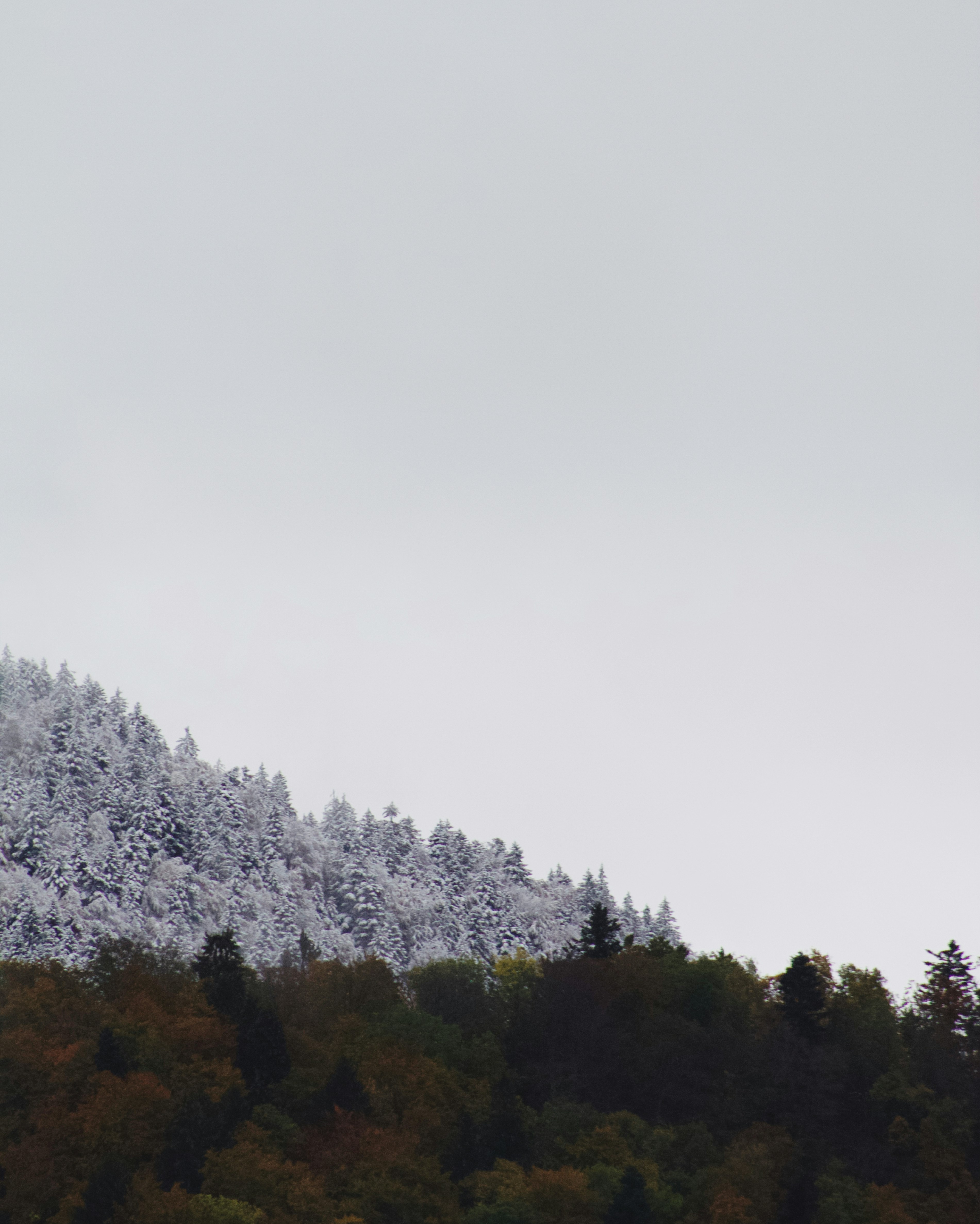 A plane flying over a forest covered in snow photo – Free Suisse Image ...