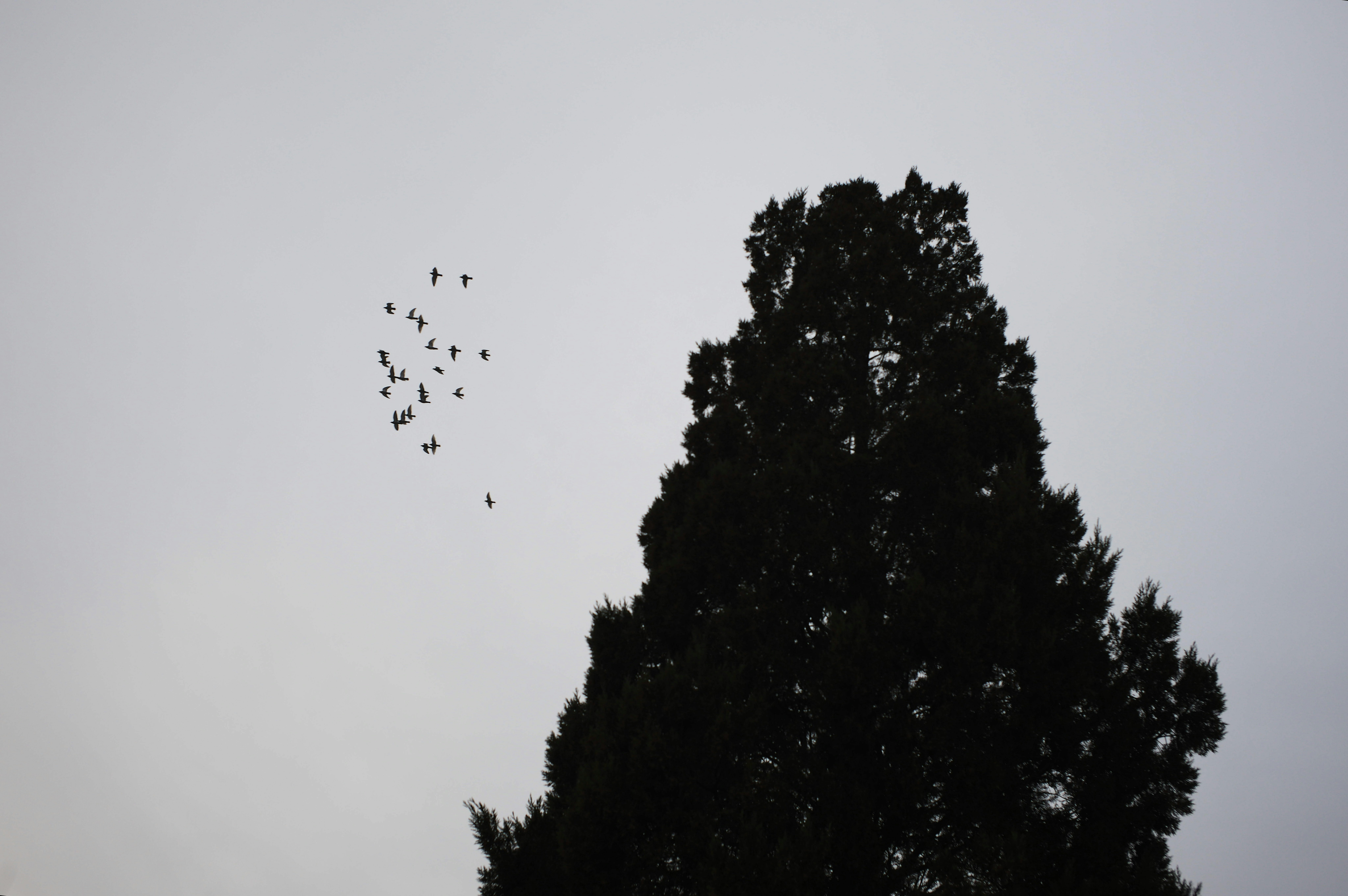 A flock of birds flying over a tree photo – Free 北京市 Image on Unsplash