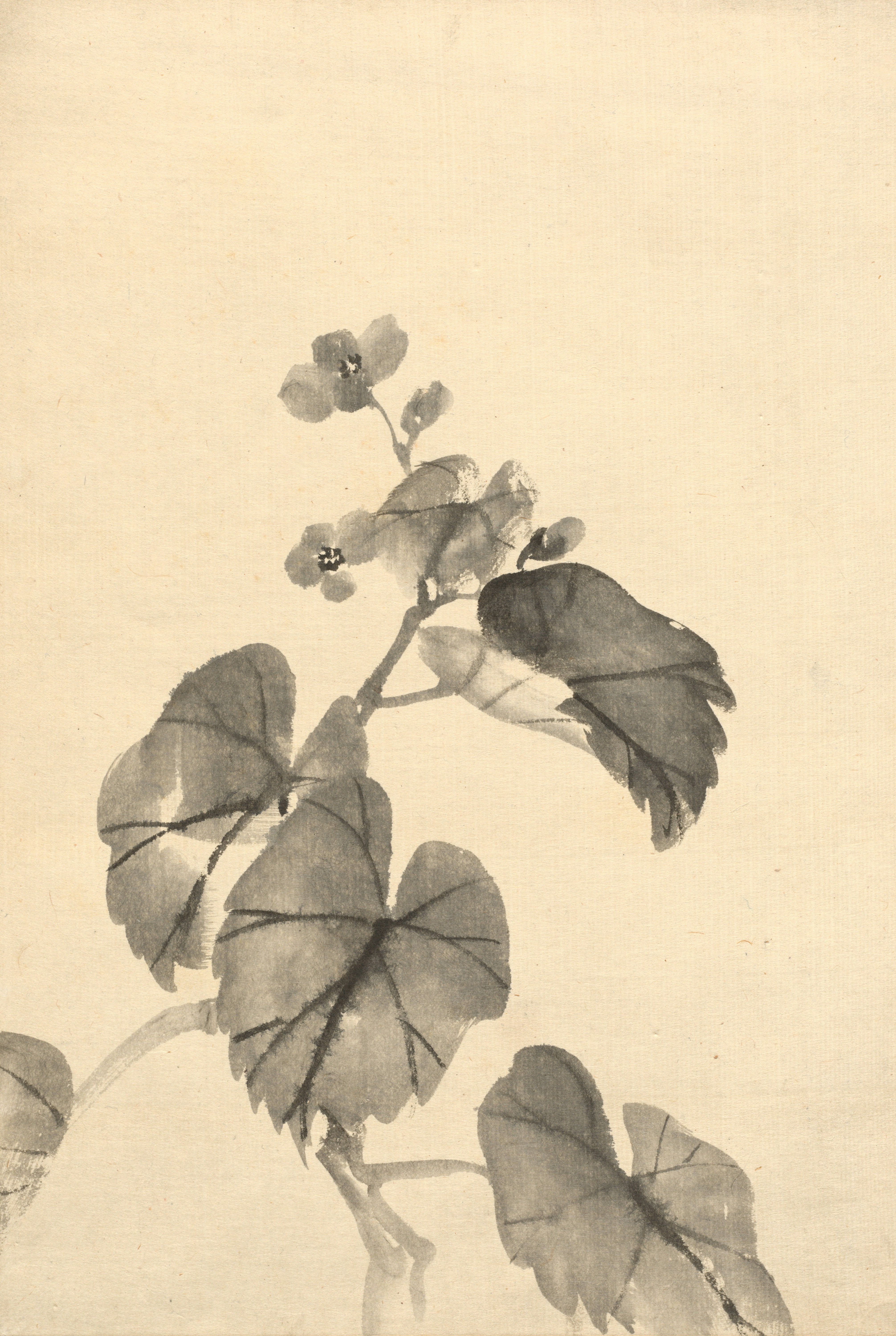 Branch of Begonia in Bloom c. 1880–95 attributed to Kono Bairei (Japanese, 1844–1895) Japan, Meiji period (1868-1912) Ink on paper Sheet: 39.4 x 26.7 cm (15 1/2 x 10 1/2 in.) The Kelvin Smith Collection, given by Mrs. Kelvin Smith 1985.289 https://www.clevelandart.org/art/1985.289