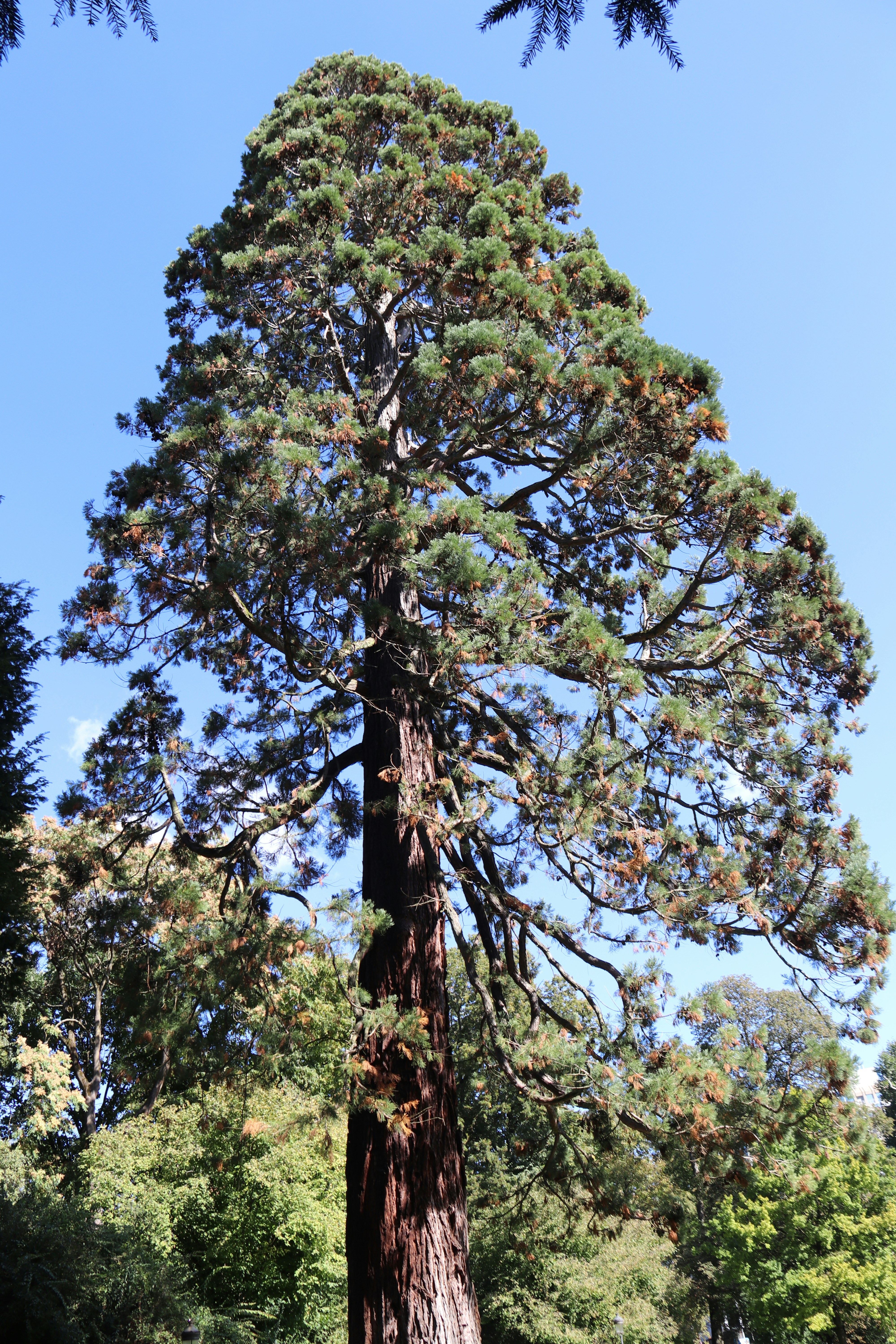 A large pine tree in the middle of a park photo – Free Luxembourg Image ...
