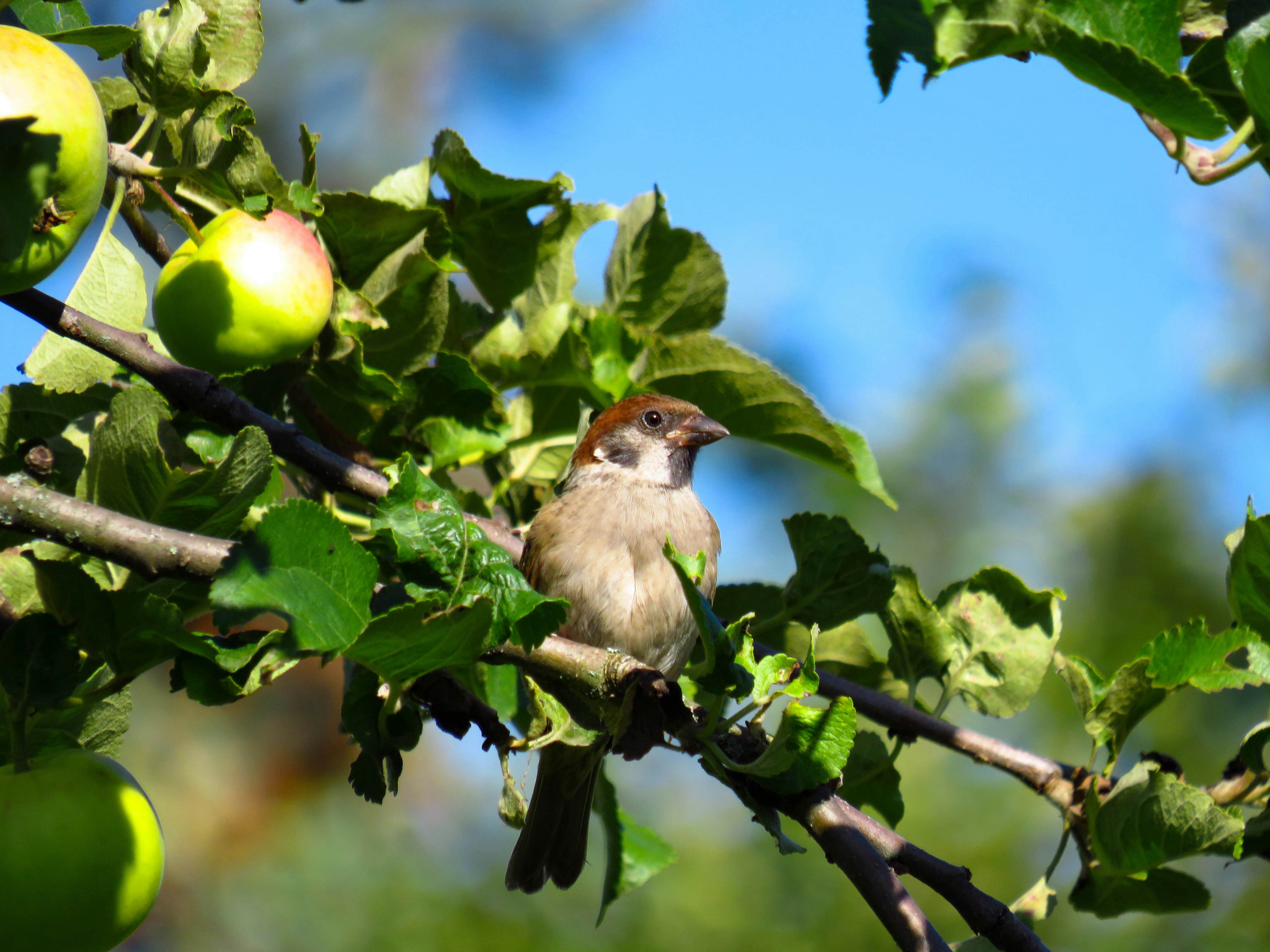 Sparrow Perched Among Ripening Apples Under a Clear Blue Sky