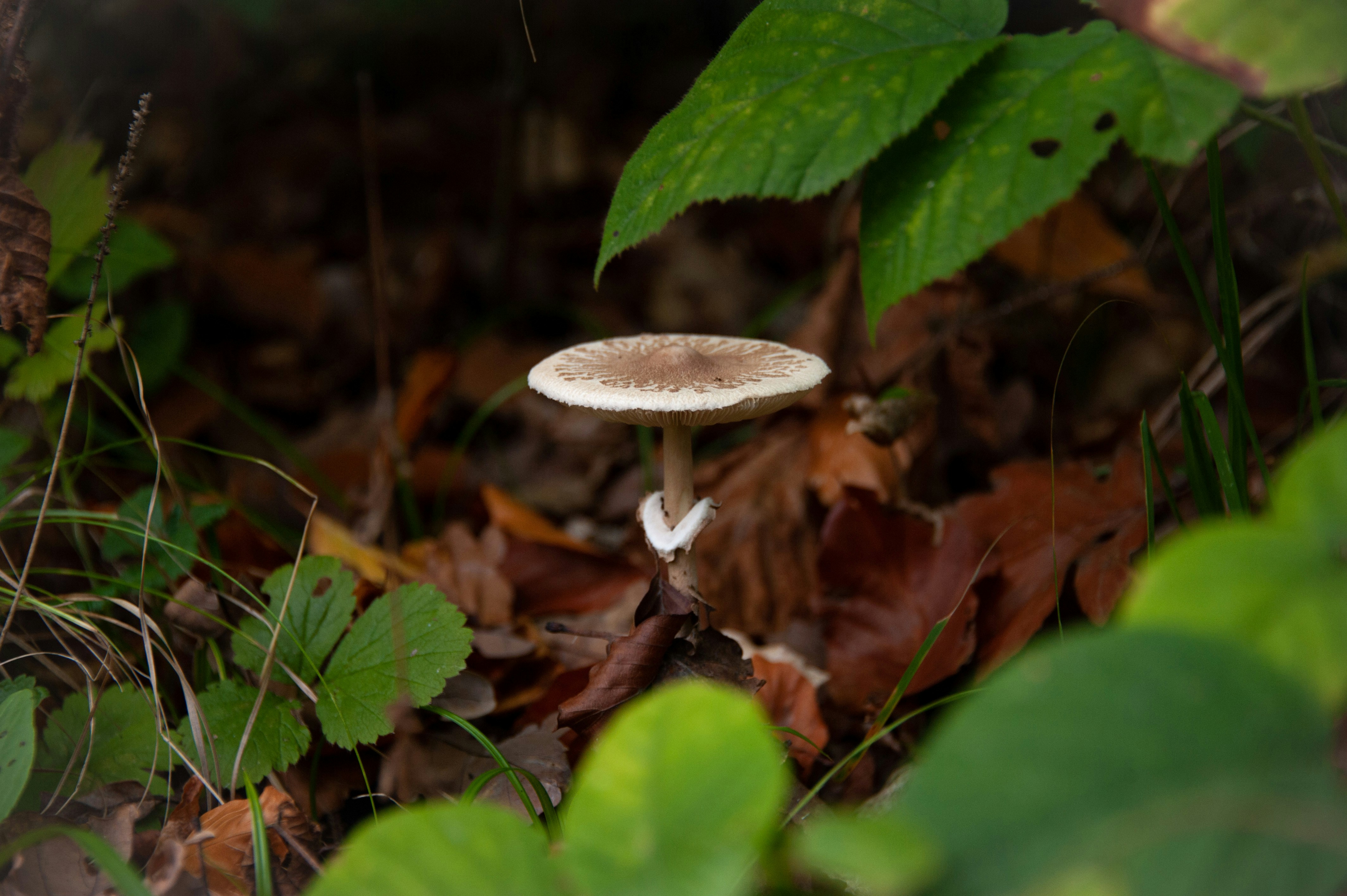 Mushroom Sentinel Amid Autumn Leaf Litter