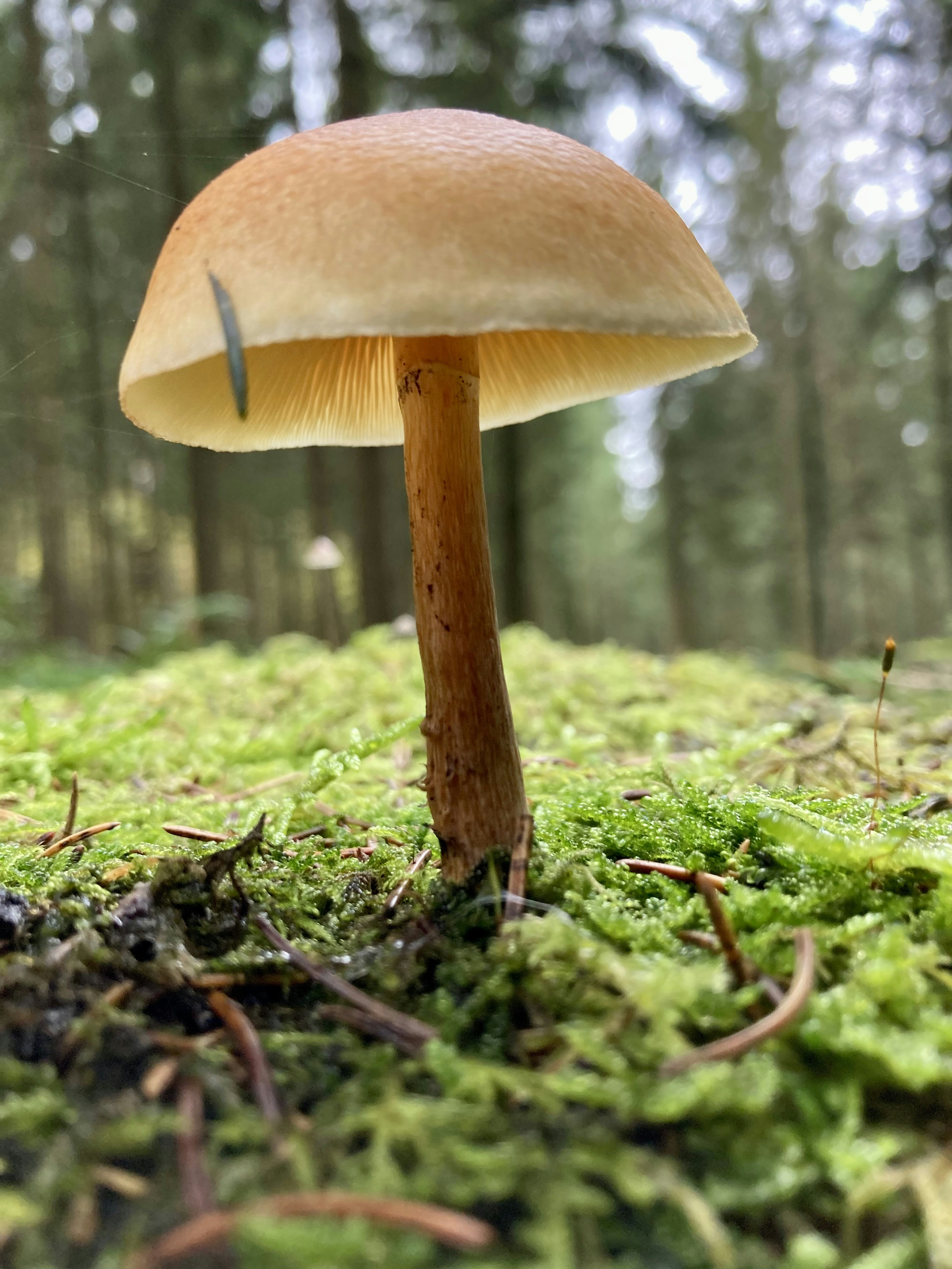 wild mushroom