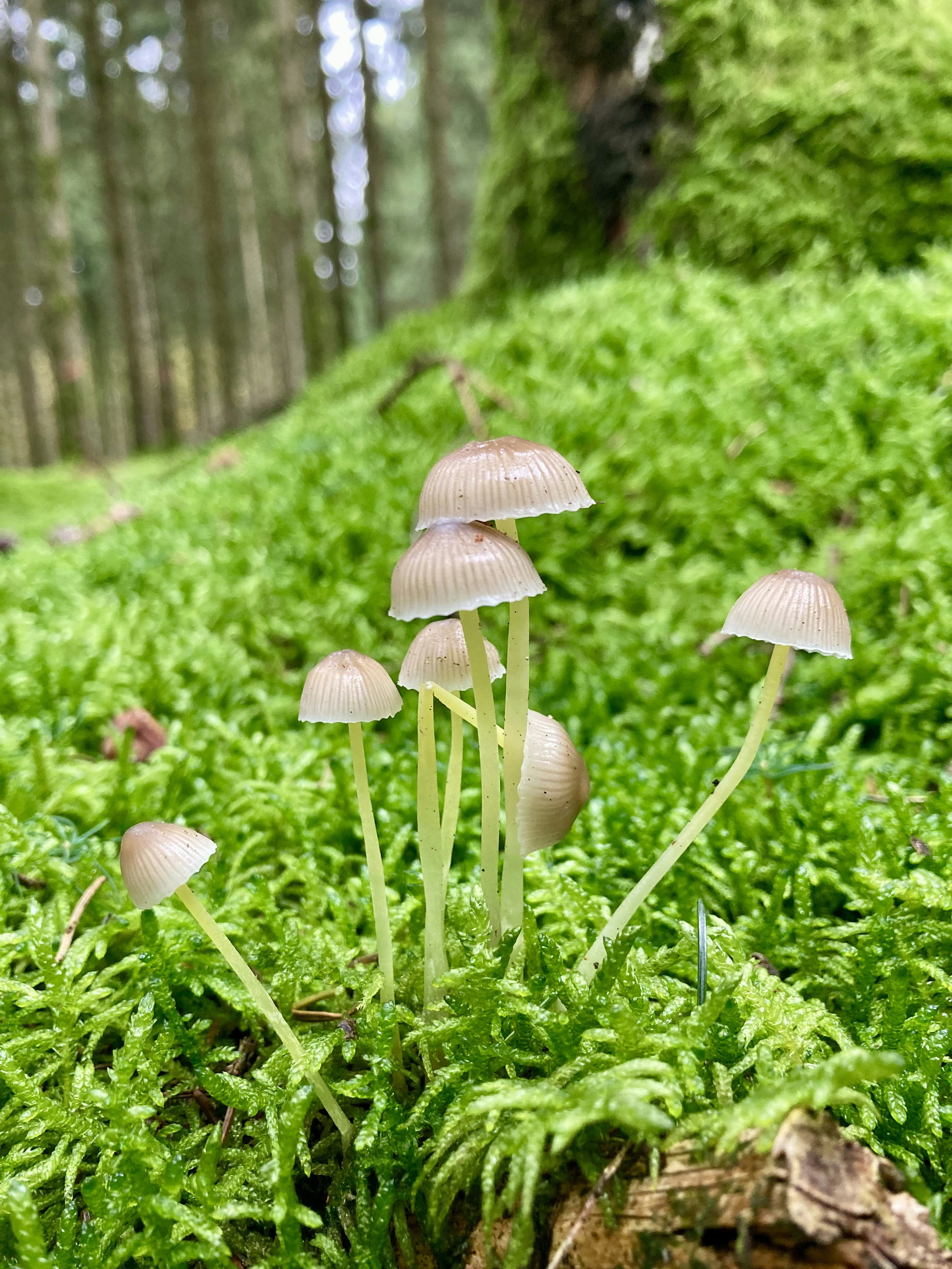 Whispering Caps: Tiny Mushrooms on a Mossy Forest Stage