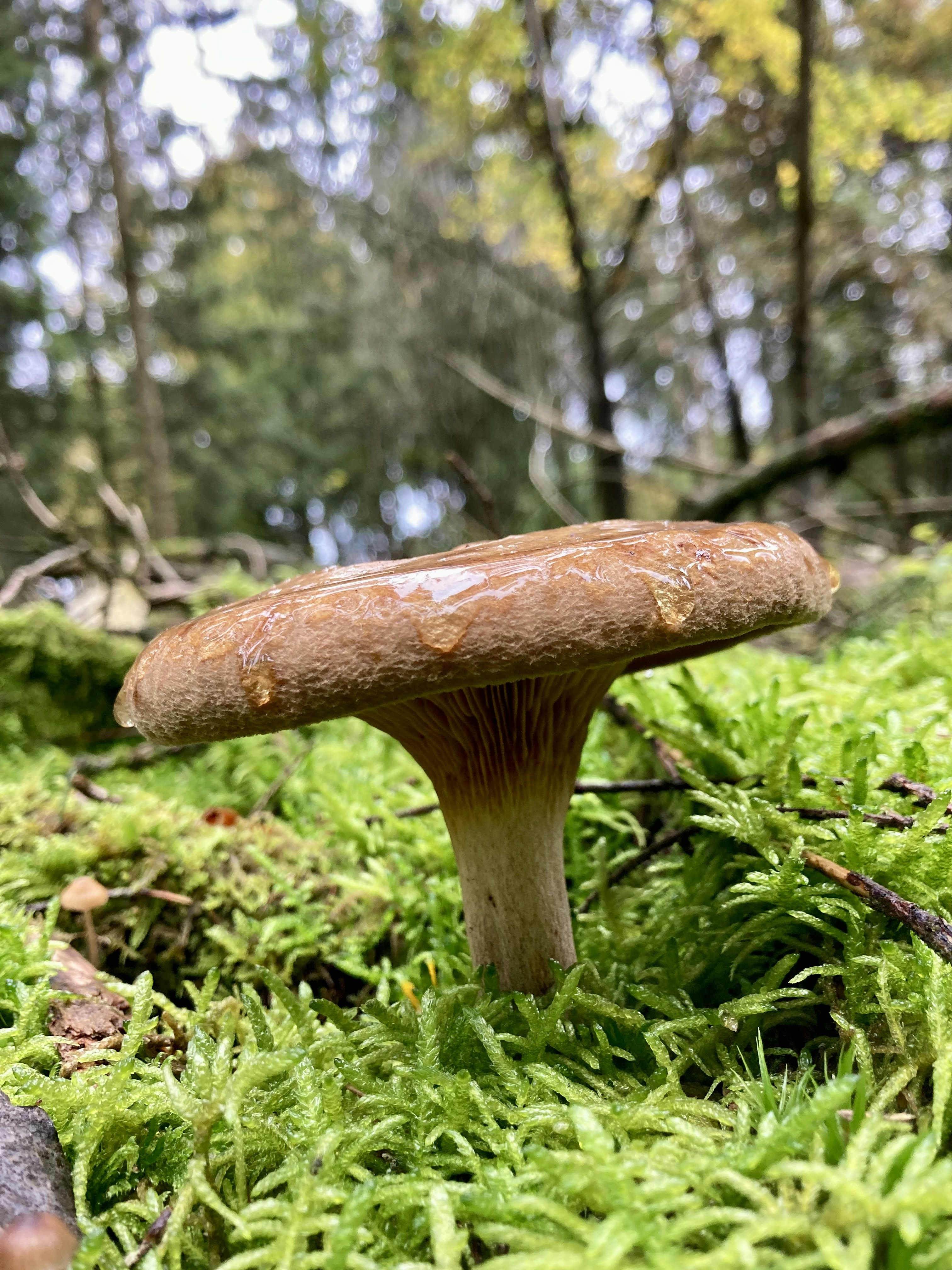 Moss Crowned: A Lone Mushroom in Quiet Forest Light