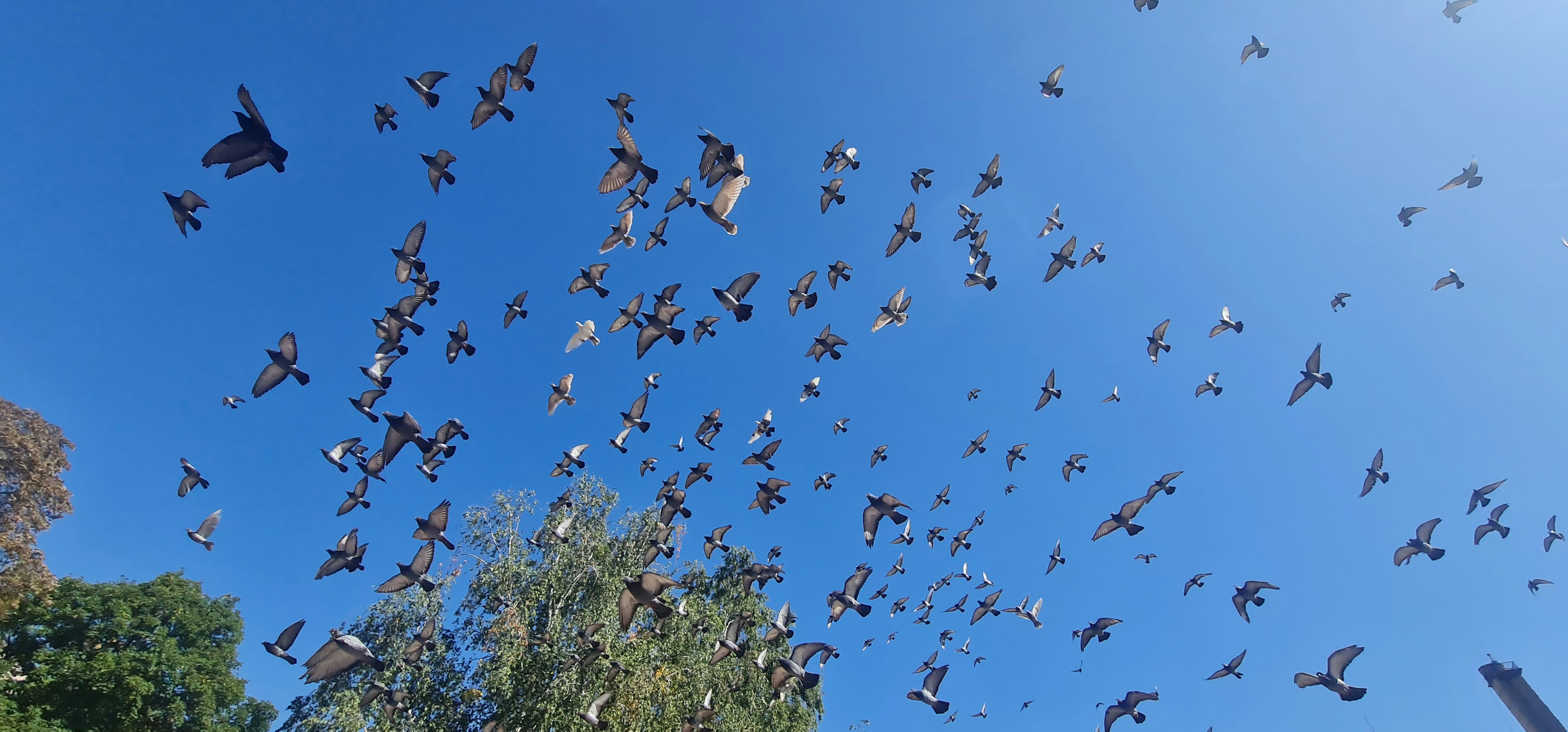 Flock of birds soaring against a clear blue sky near lush green trees.