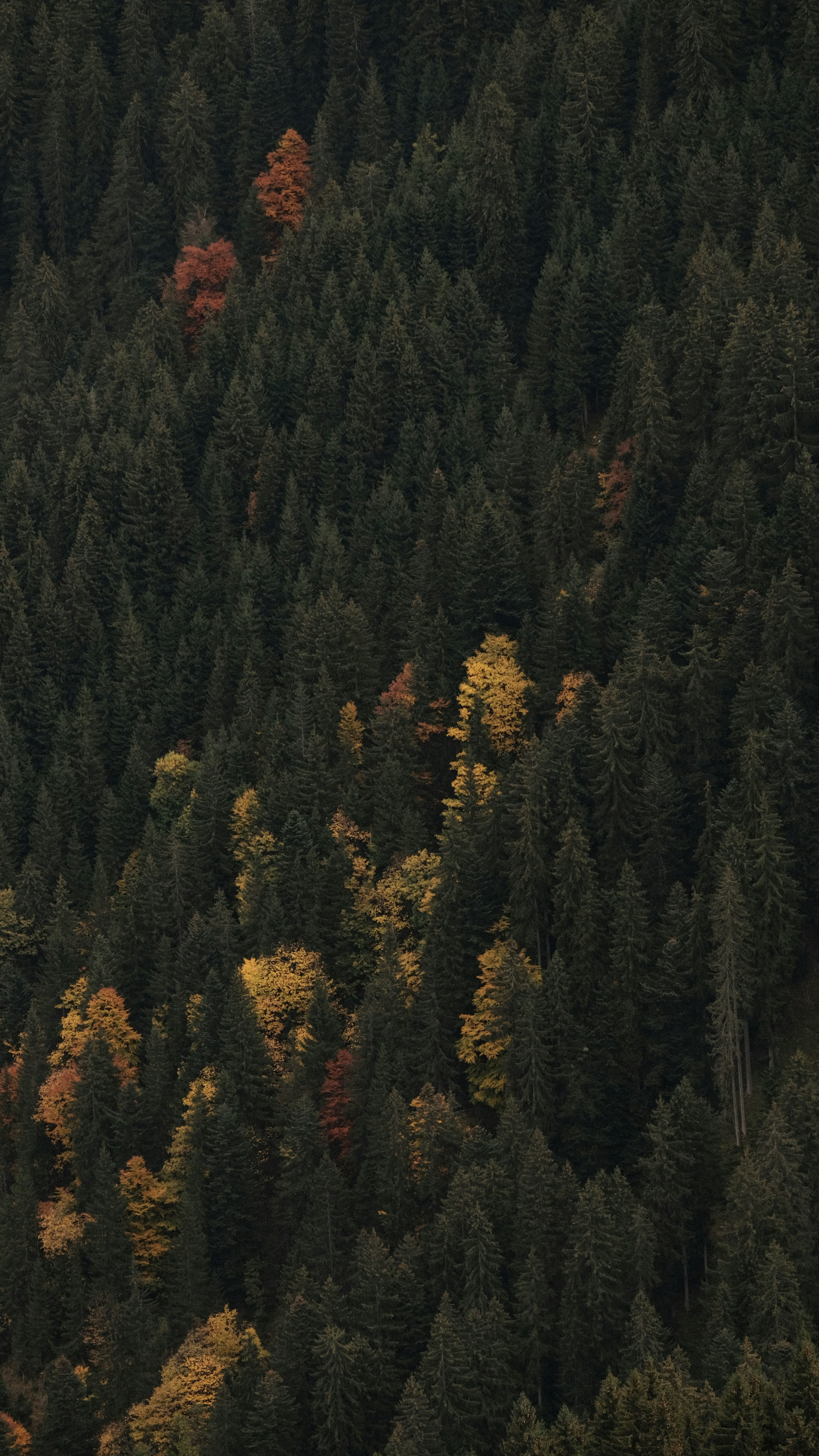 A plane flying over a forest filled with lots of trees photo – Free ...
