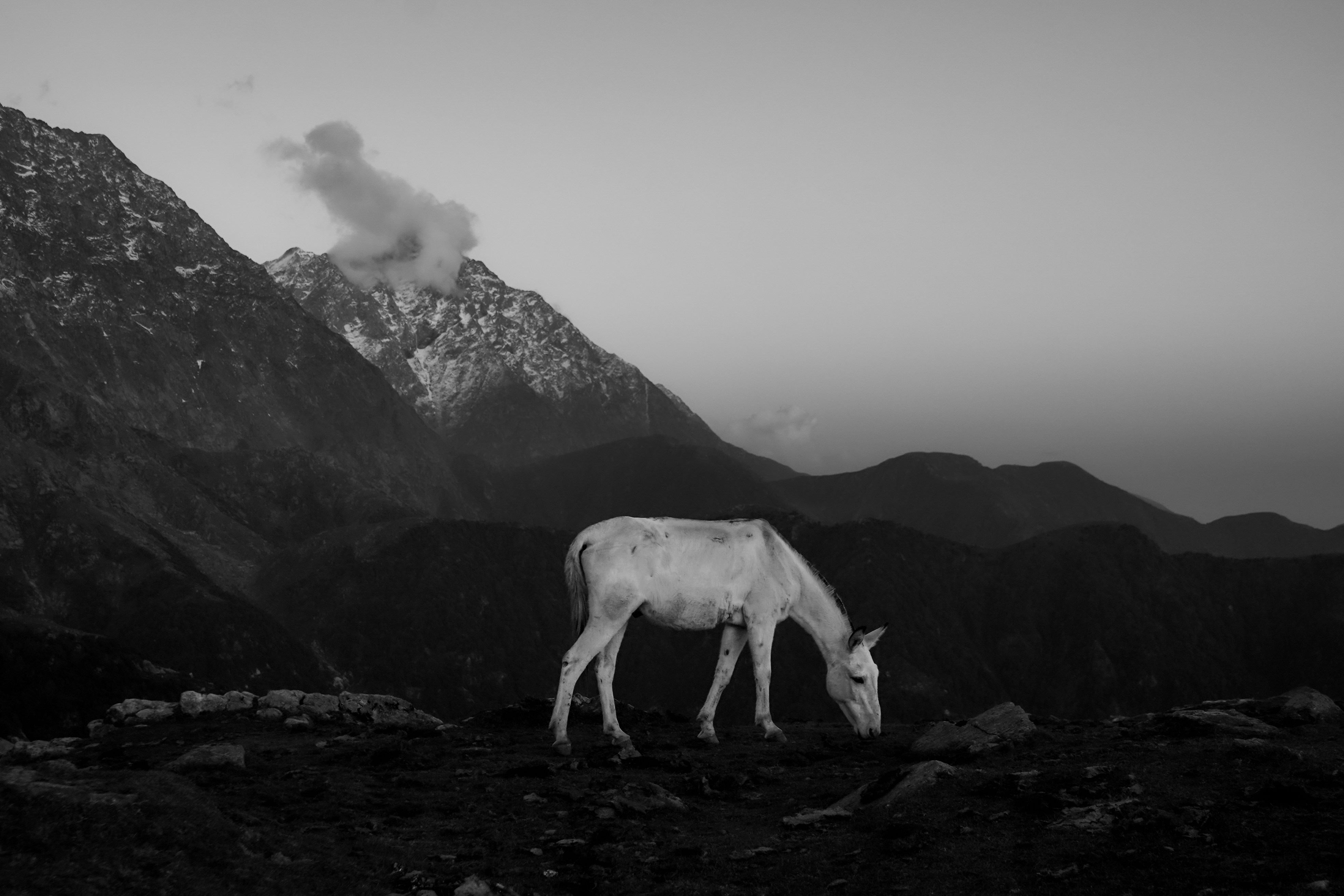 Single Grazing in a Quiet Alpine Night