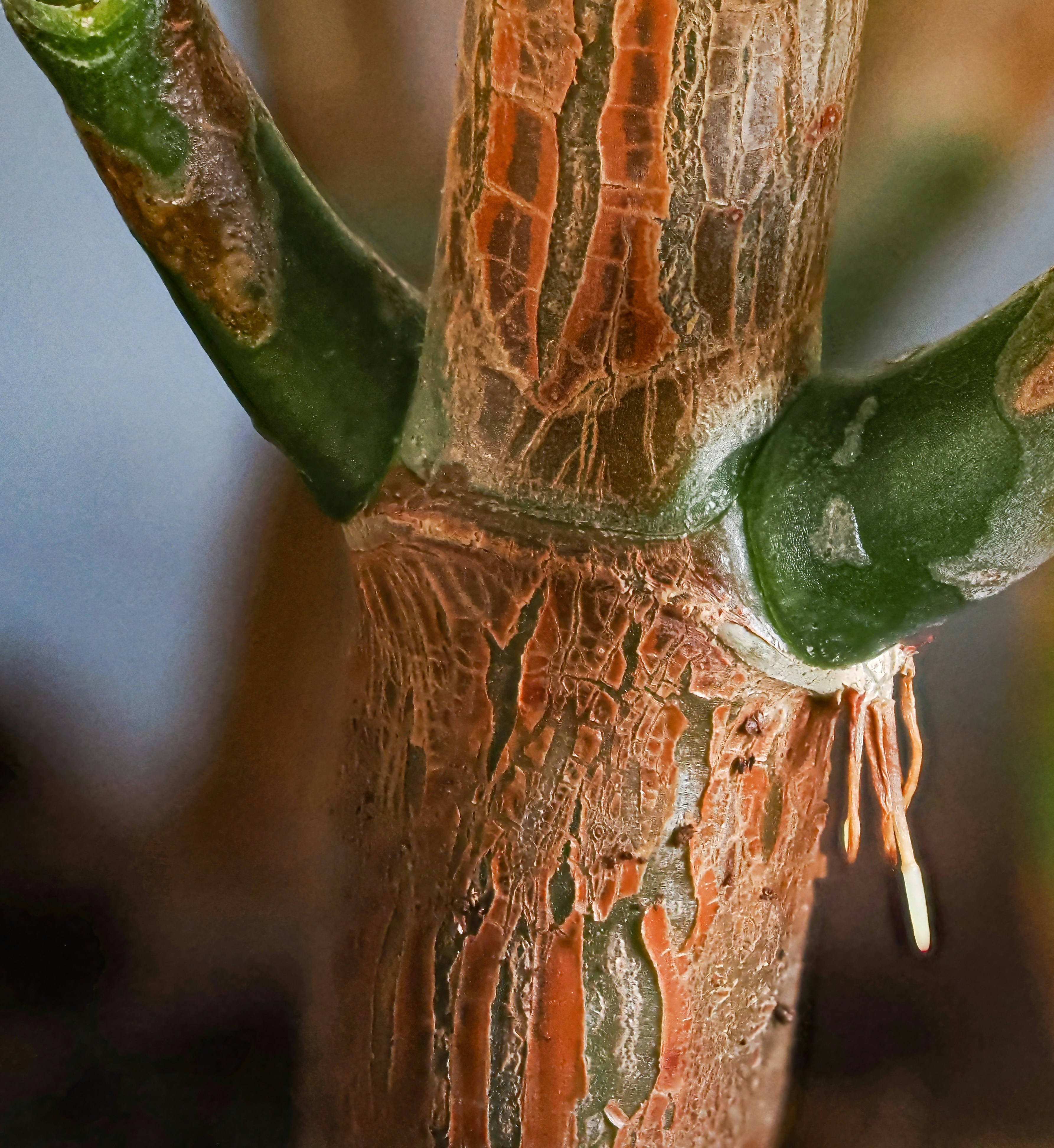 Crackled Tapestry: A Macro Portrait of Weathered Bark's Hidden Texture
