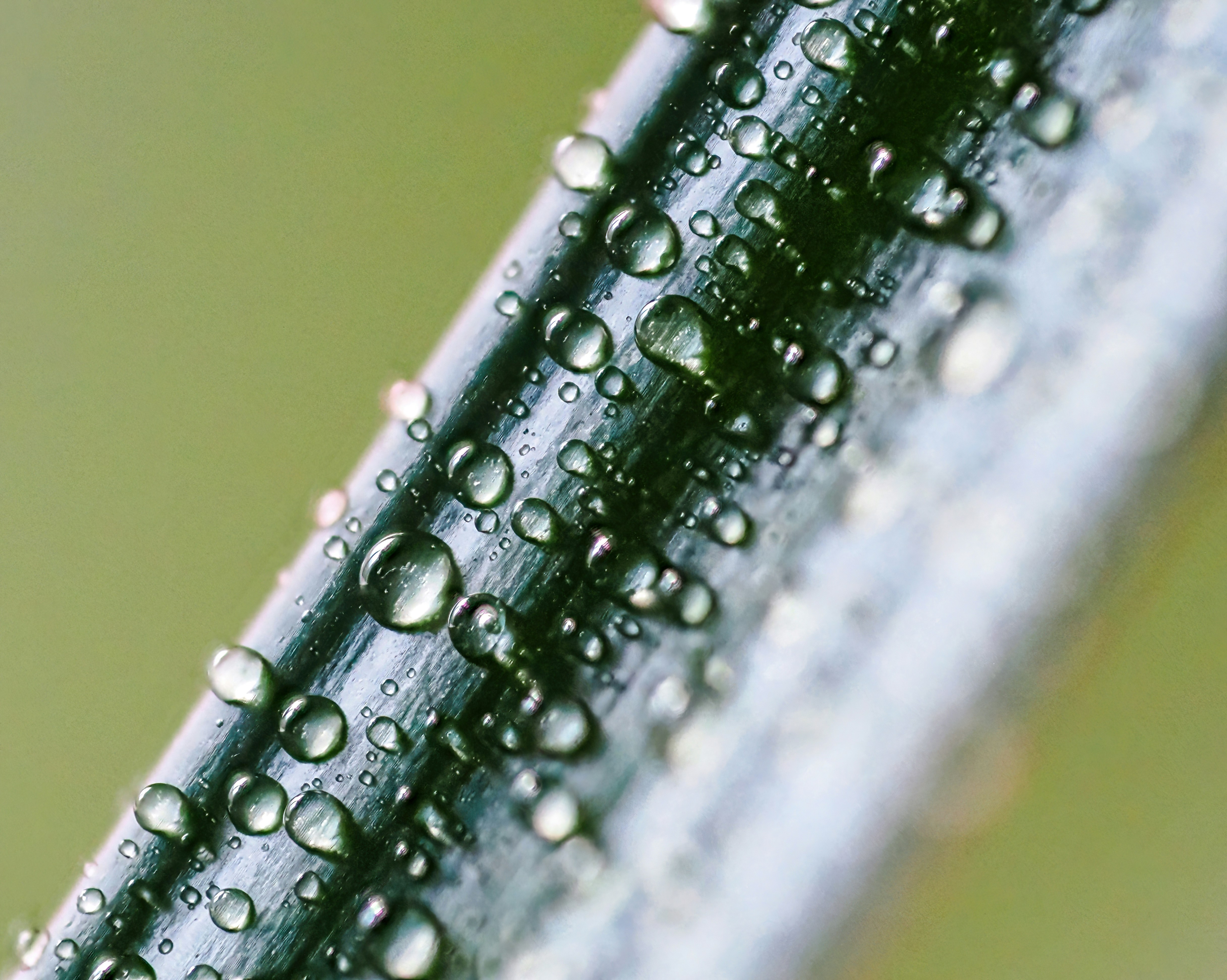 Dew-stitched Diagonal: Macro Portrait of a Grass Blade