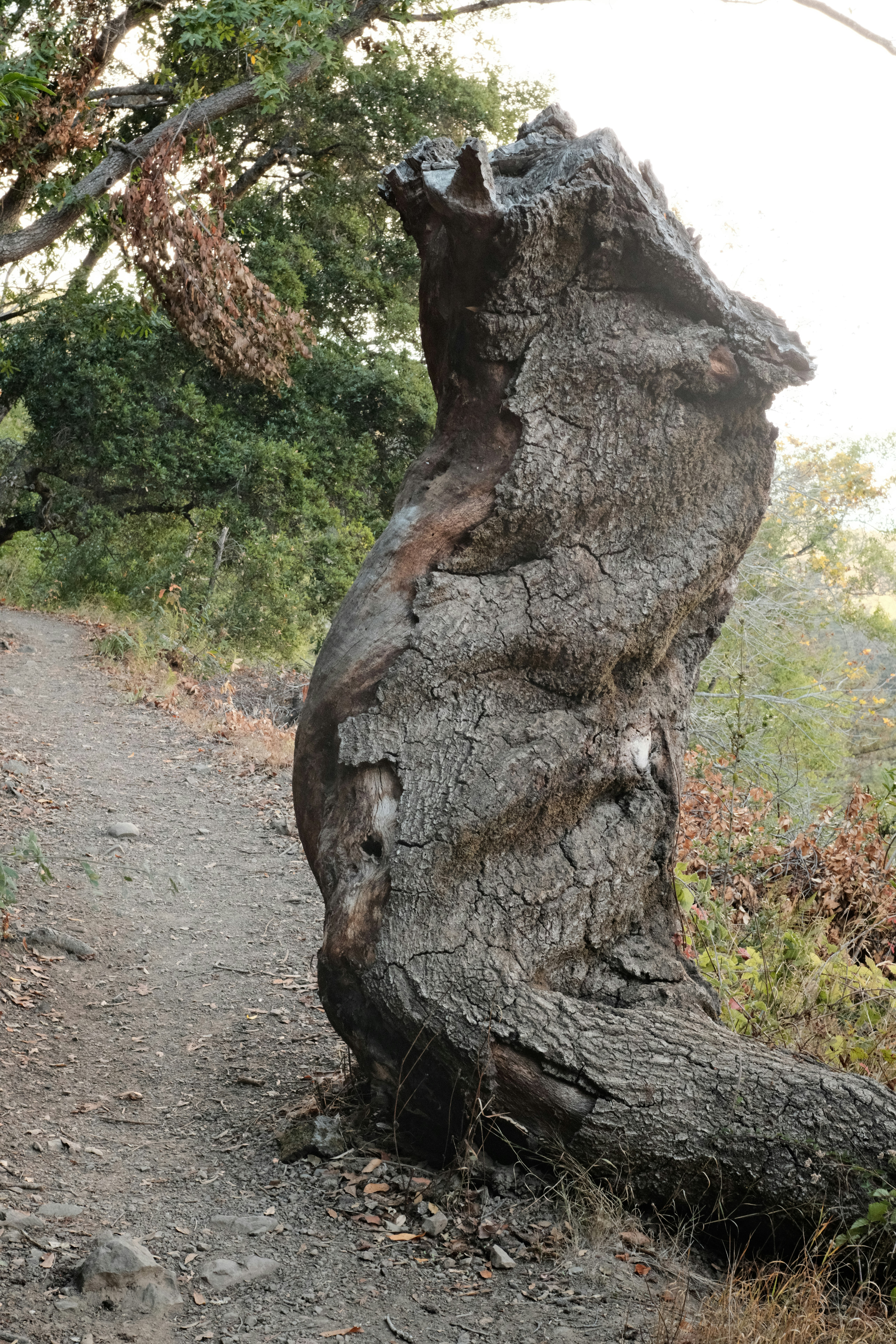 The Crooked Sentinel: Weathered Trunk by a Dusty Woodland Path