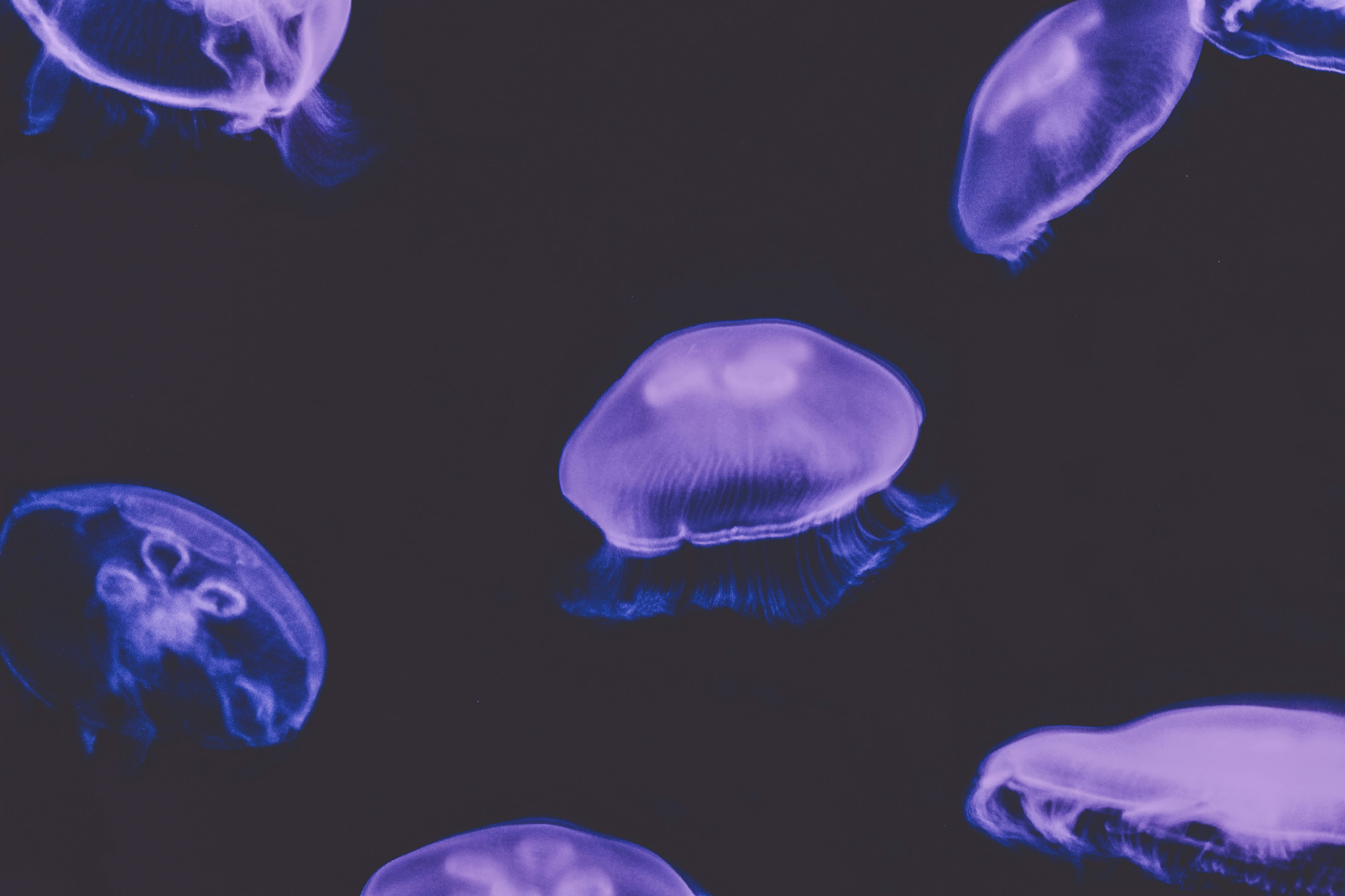 Indigo Drift: Neon Jellyfish in the Quiet Ocean