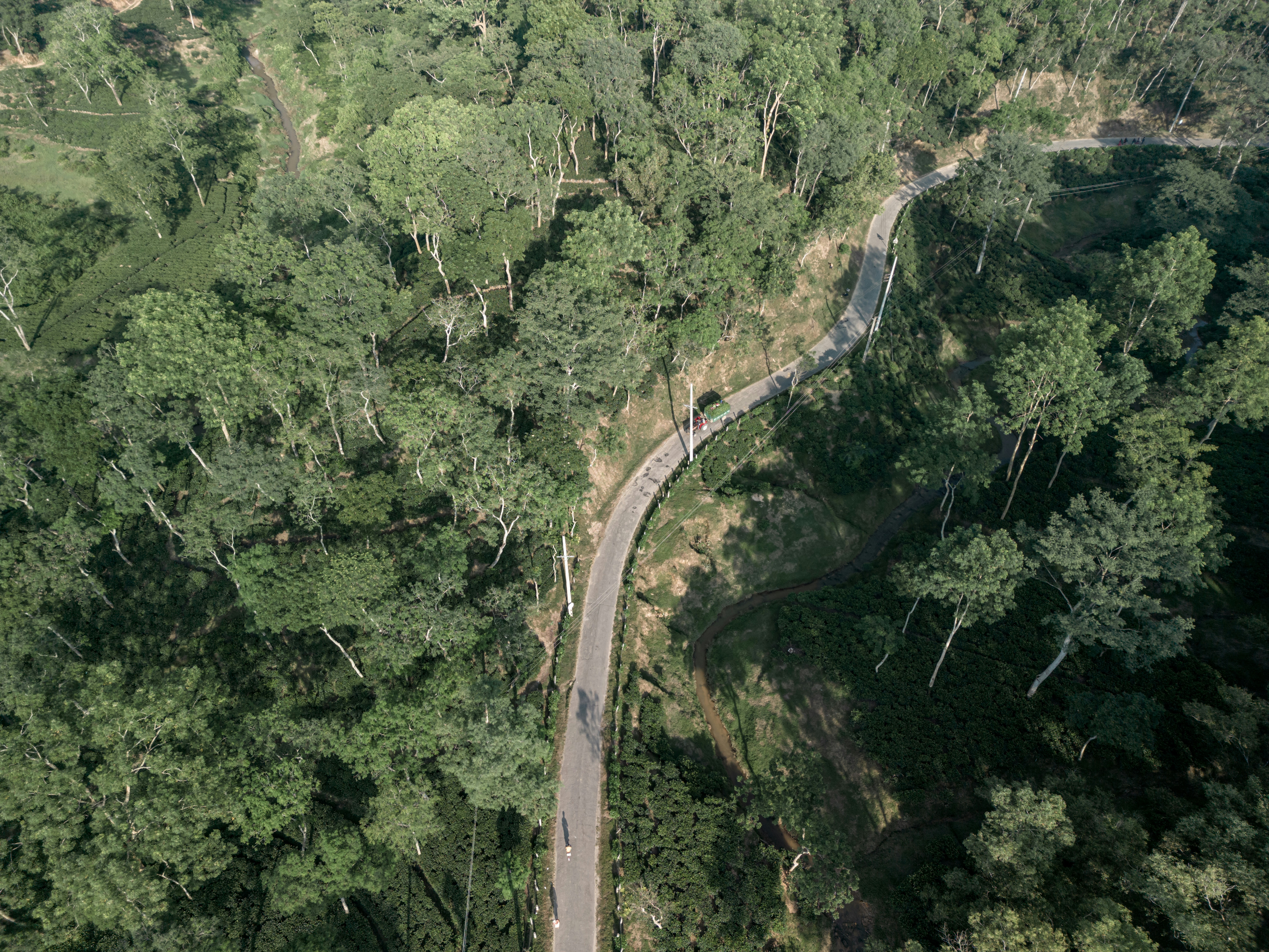 A winding road in the middle of a forest photo – Free Grey Image on ...