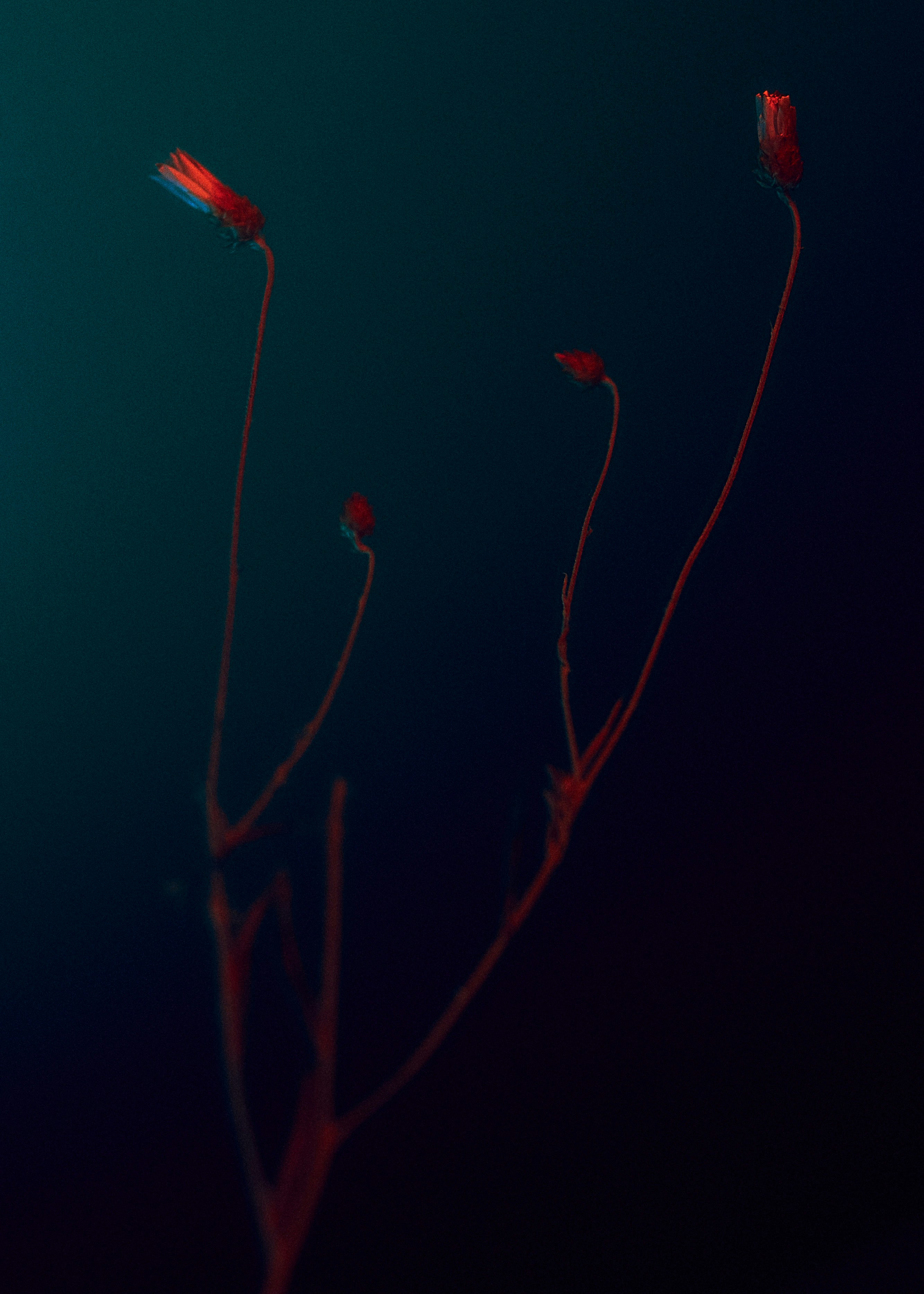 Crimson Buds Cling to Night-Blue Velvet