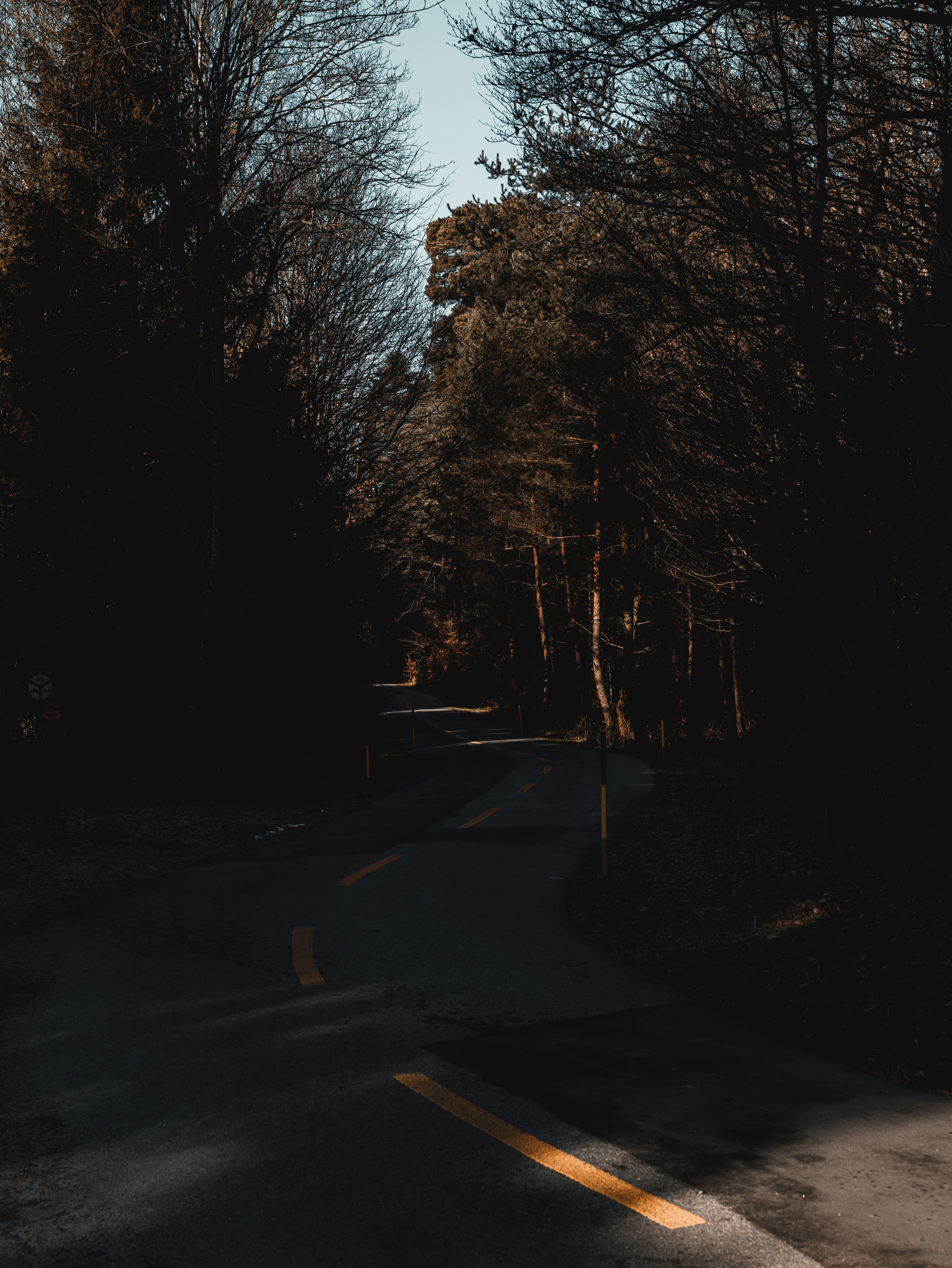 Winding road through a shadowy forest, where the last light of day meets the encroaching twilight. Yellow road markings guide the way.