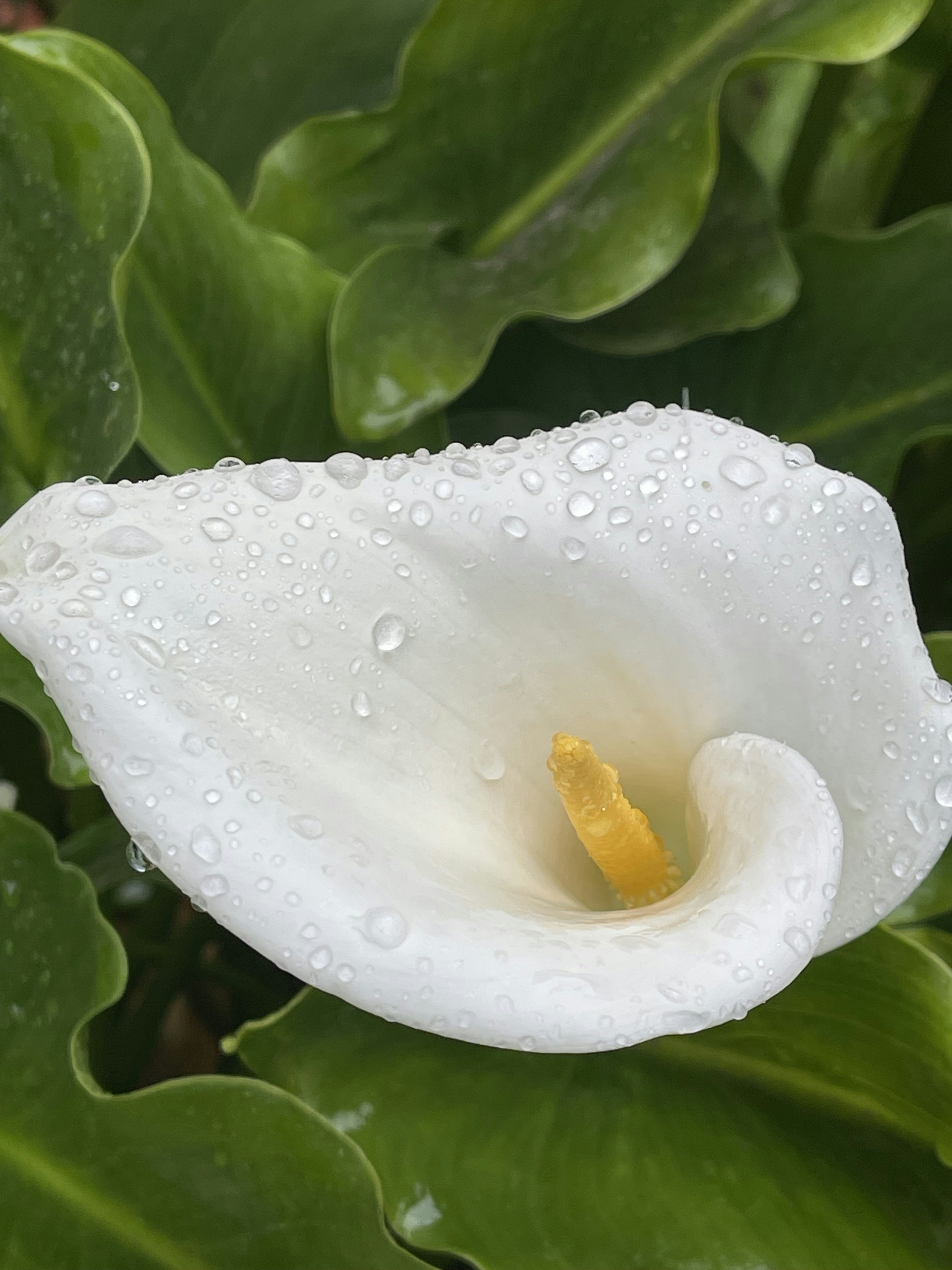 Dew-Kissed Calla Lily: Quiet White Bloom Amid Verdant Curves